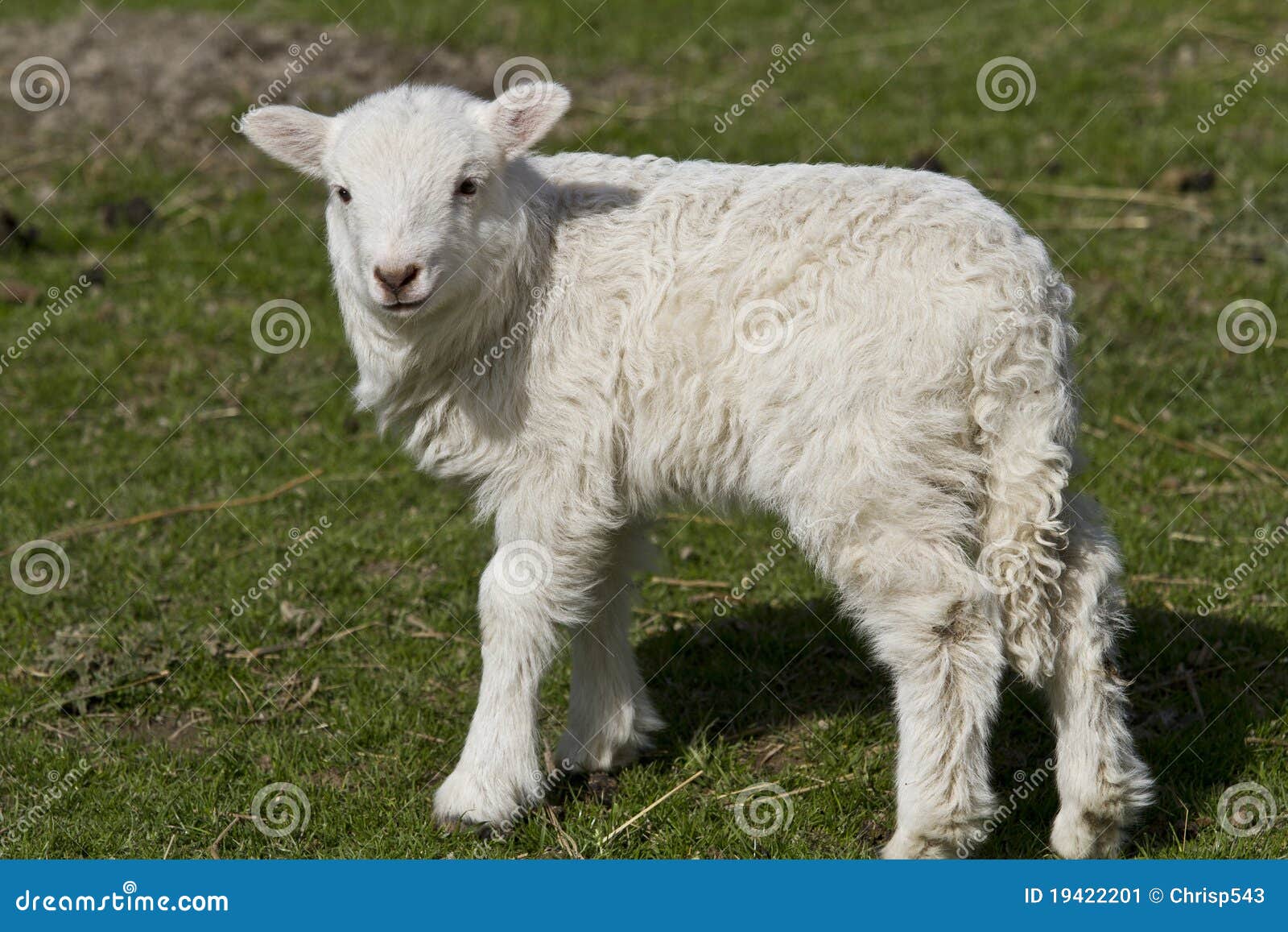 Single lamb stock image. Image of baby, field, livestock - 19422201