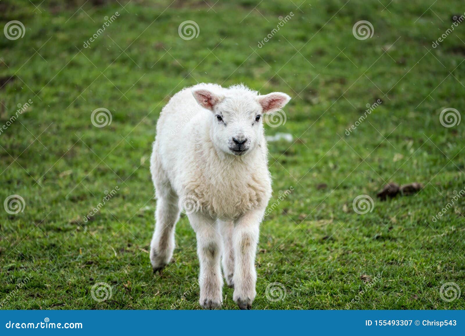 Single Lamb Facing Camera in the Rain Stock Image - Image of natural ...