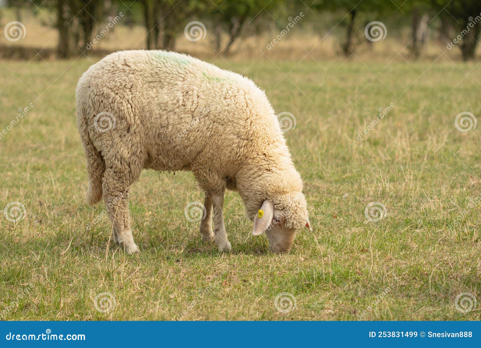 Single Lamb in a Field in Summer. Stock Image - Image of animal, summer ...