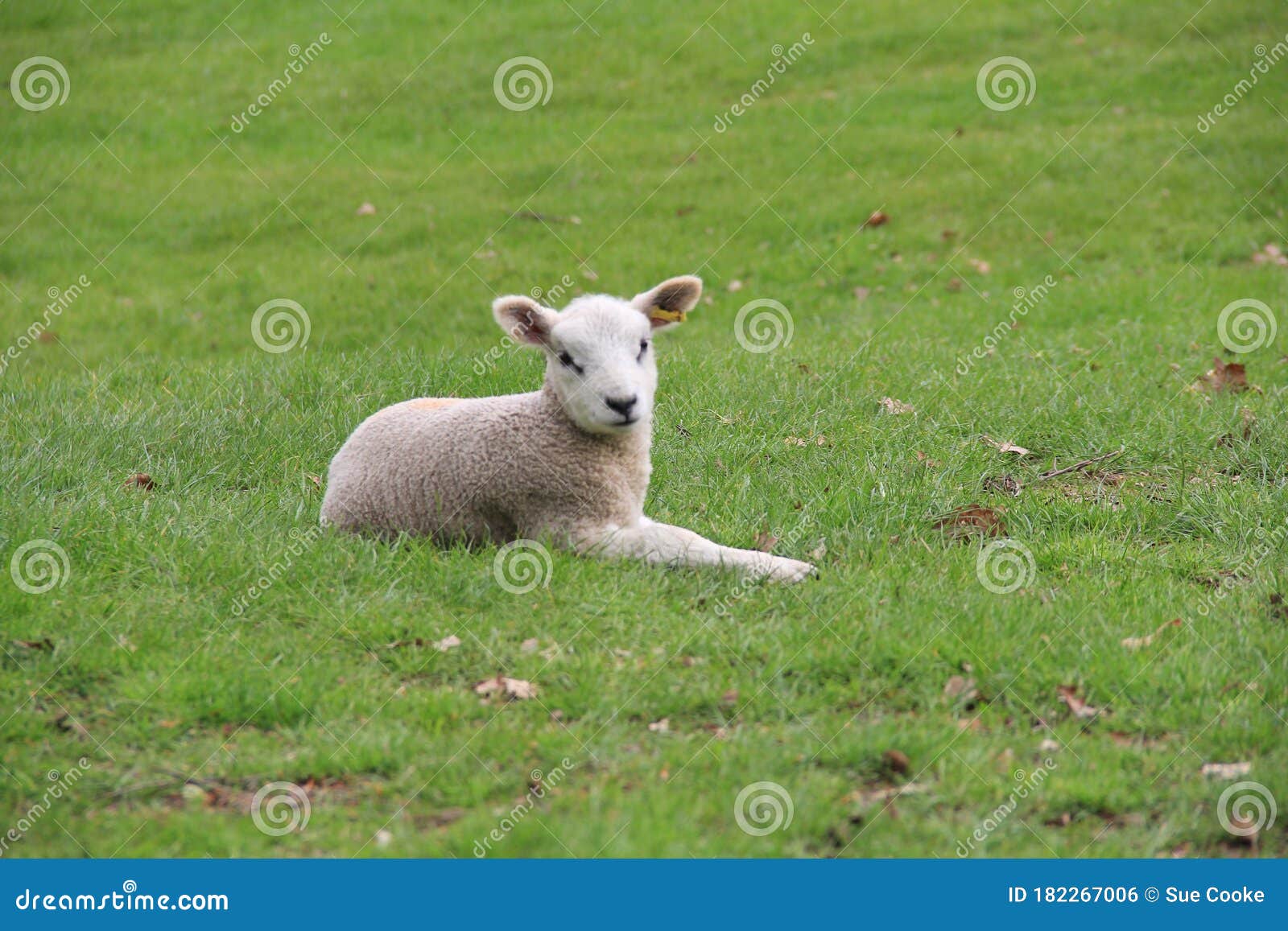 Single Lamb Laying Down stock photo. Image of contrast - 182267006