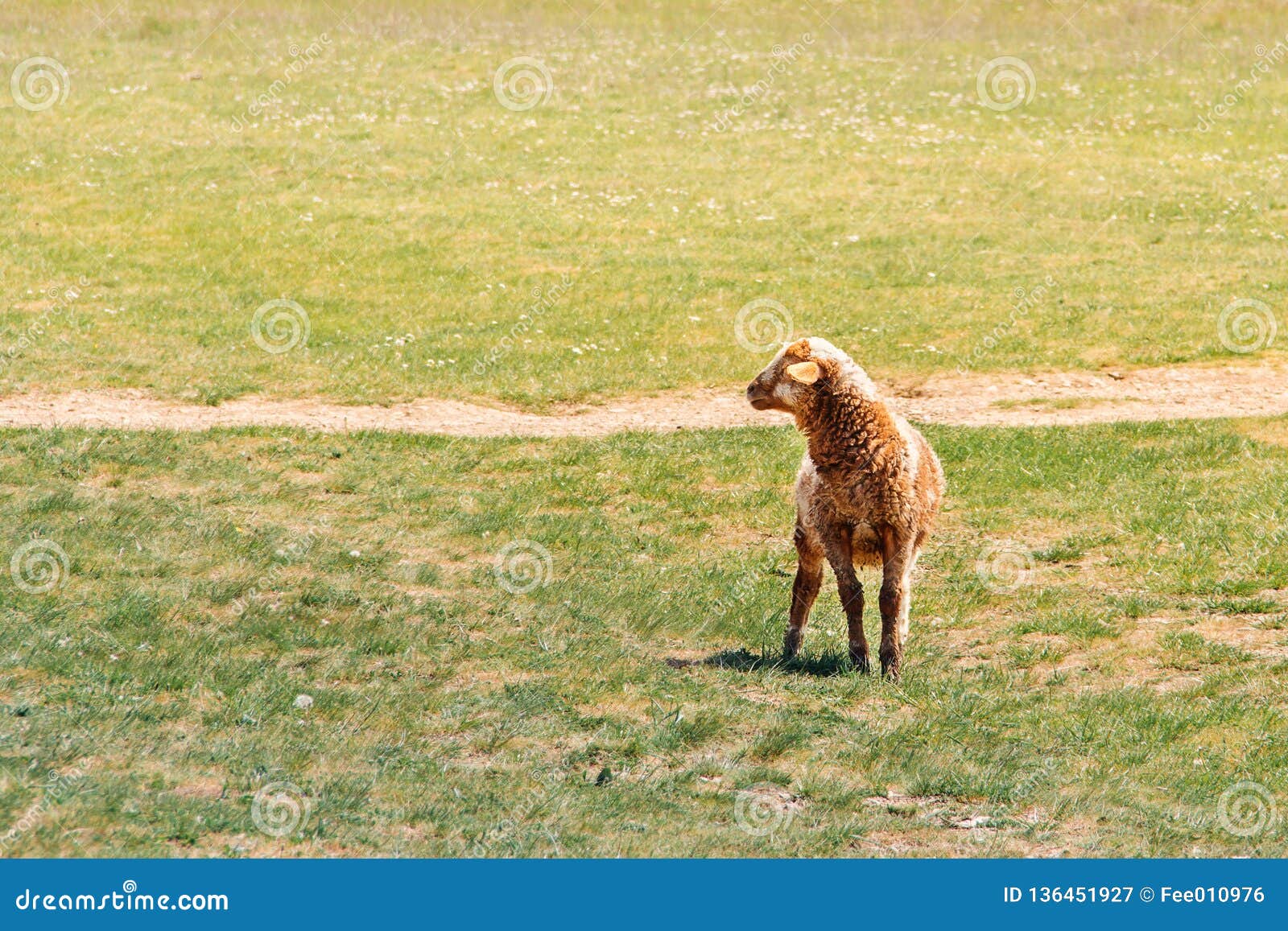 Single Lamb on Looking on Spring Grass Stock Image - Image of single ...