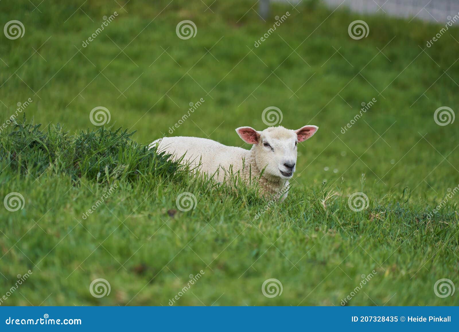 Single Lamb is Lying in Green Grass Stock Image - Image of little ...
