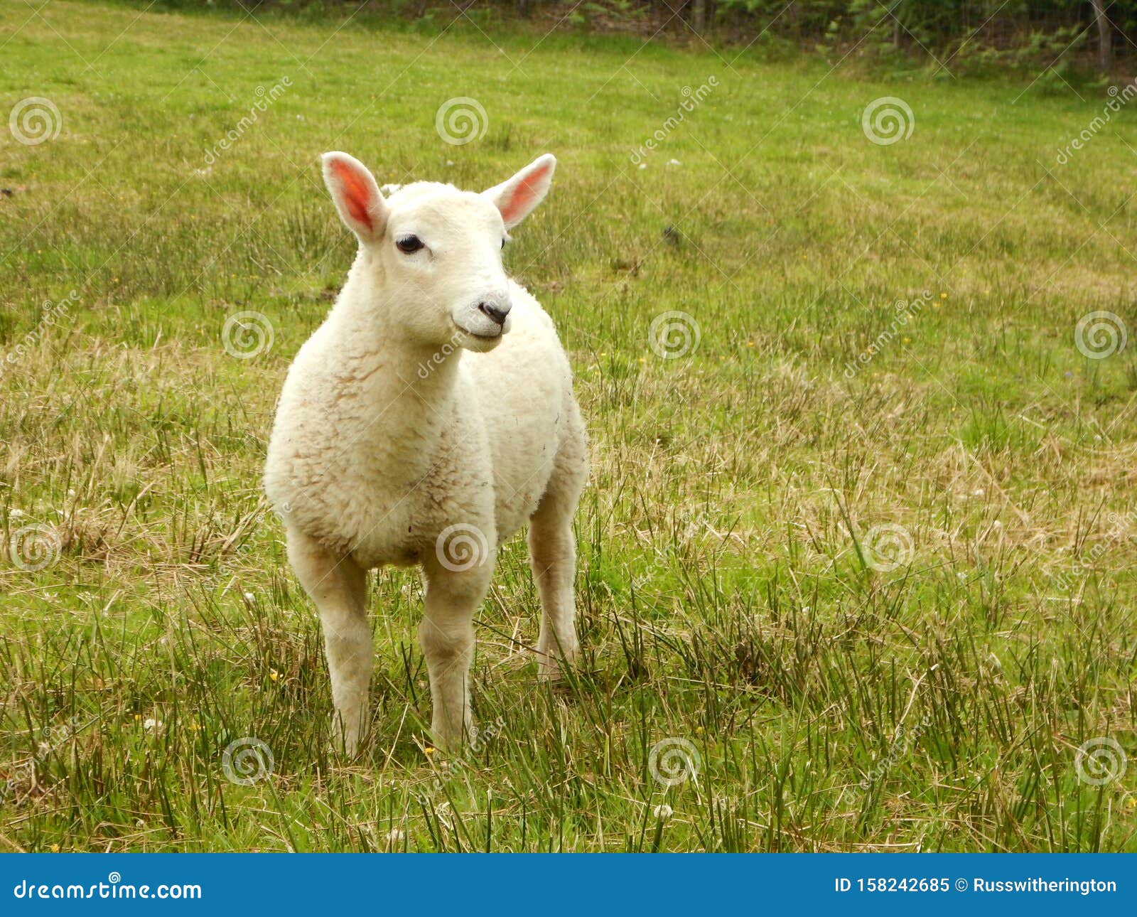 Single Lamb stock image. Image of lamb, fleece, cute - 158242685