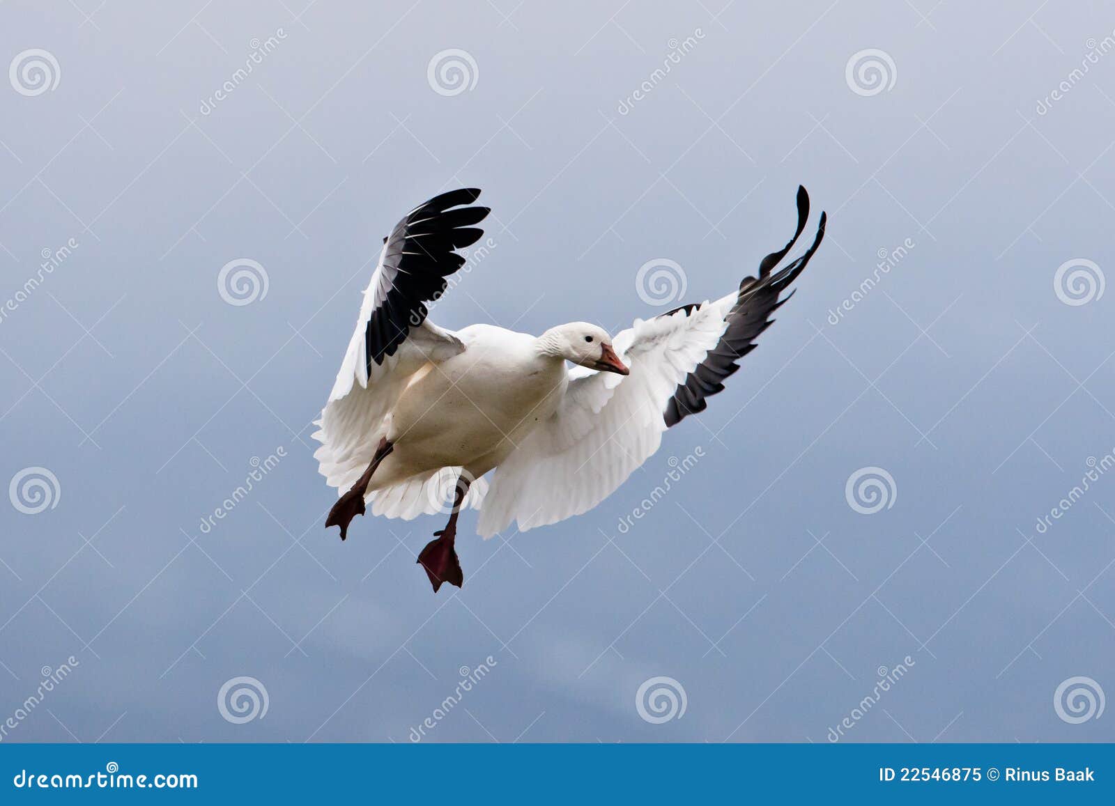 Snow Goose Spread Them Wings. Royalty-Free Stock Photography ...
