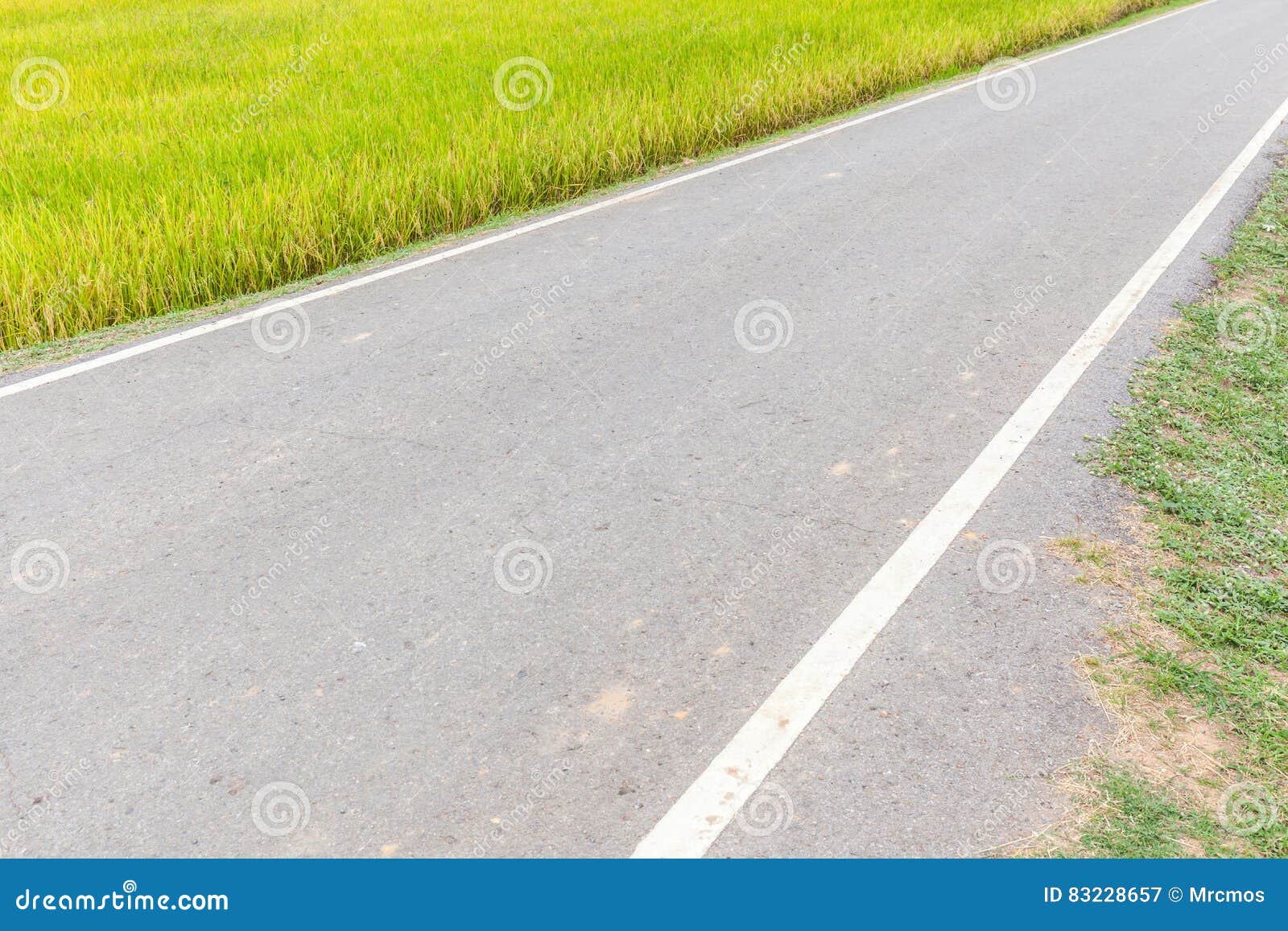 Single Lane Pathway Straight through Rice Paddy in Field Farm. Stock ...