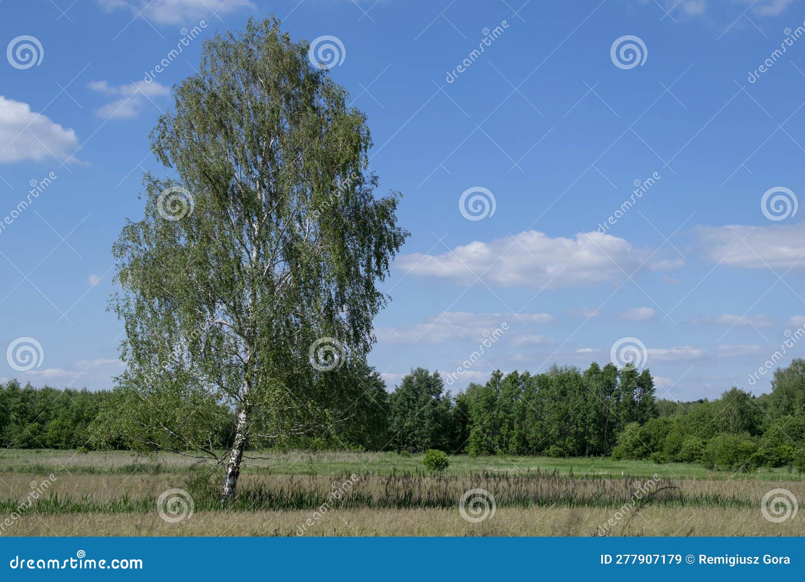 Large Birch Tree In The Forest With House In The Background Royalty ...