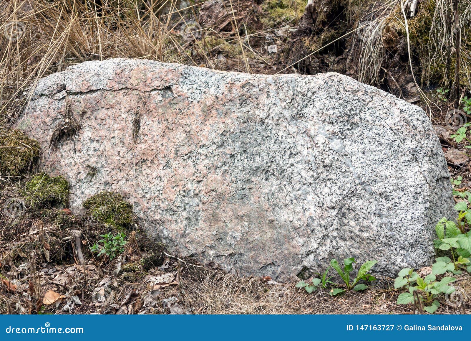 Single Large Boulder in the Forest Stock Image - Image of stone ...
