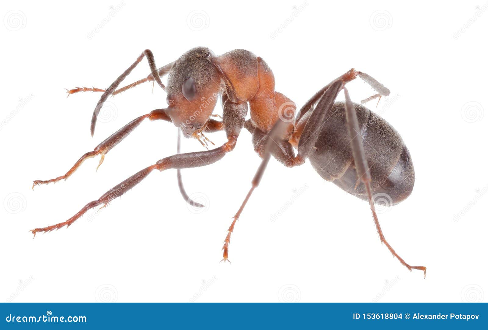 Forest Light Brown Large Isolated Ant Stock Photo - Image of brown ...