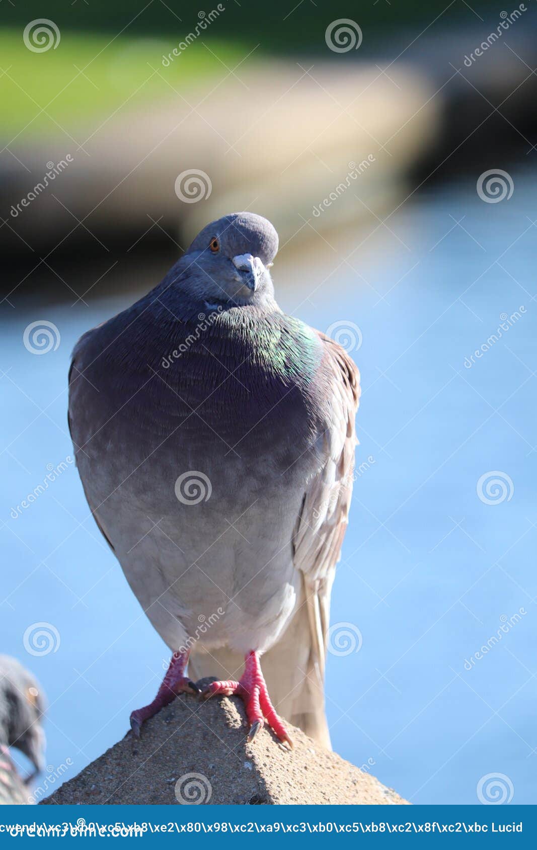 Pigeon Smiling for the Camera in the Sun Stock Image - Image of post ...
