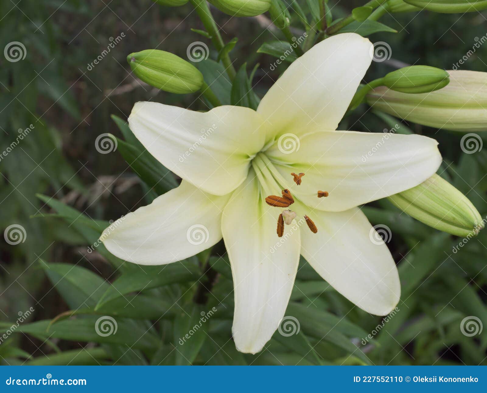 Single Large Lily Flower. a Flower with Large Petals Stock Photo ...