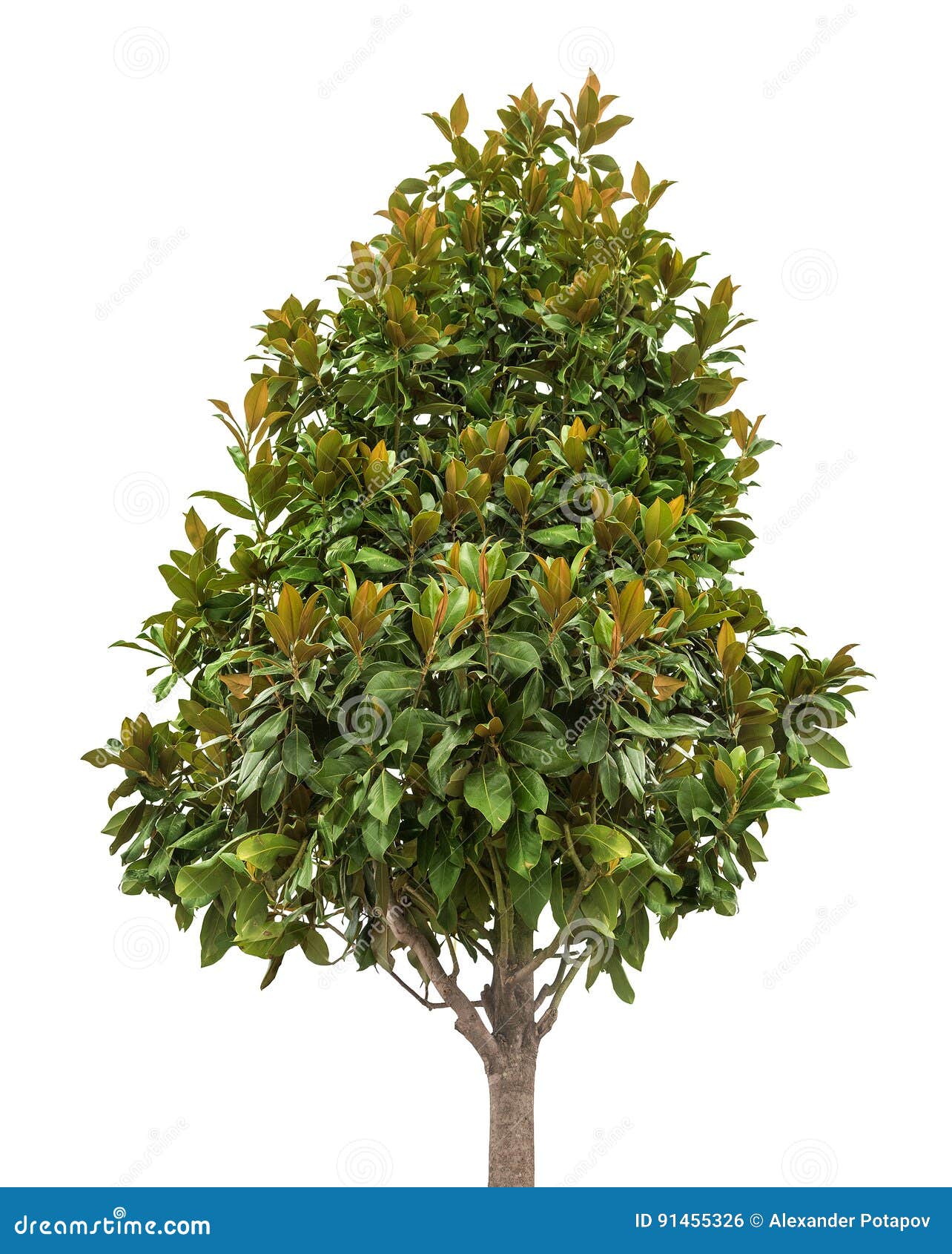 Single Large Magnolia Tree Isolated on White Stock Photo - Image of ...