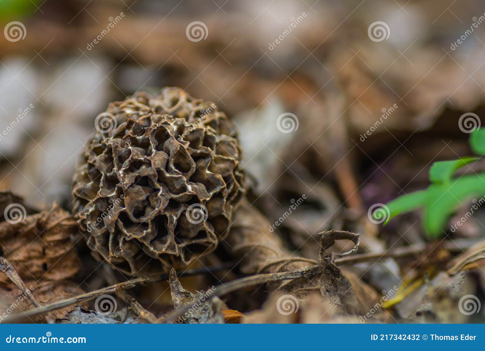 Single Large Morel in the Forest Floor Stock Photo - Image of cooking ...