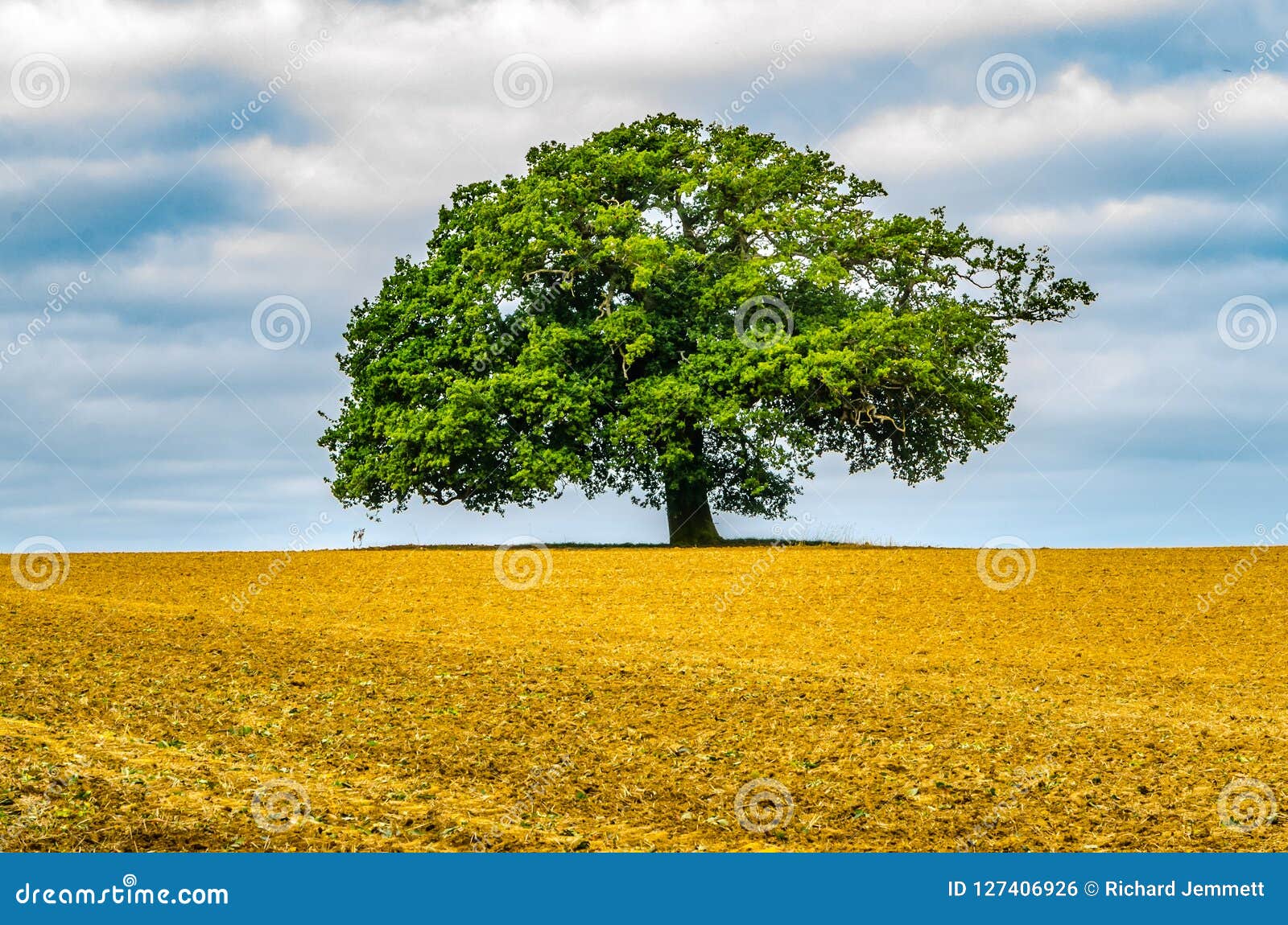 Single Large Oak Tree in Field - Oxfordshire United Kingdom Stock Photo ...