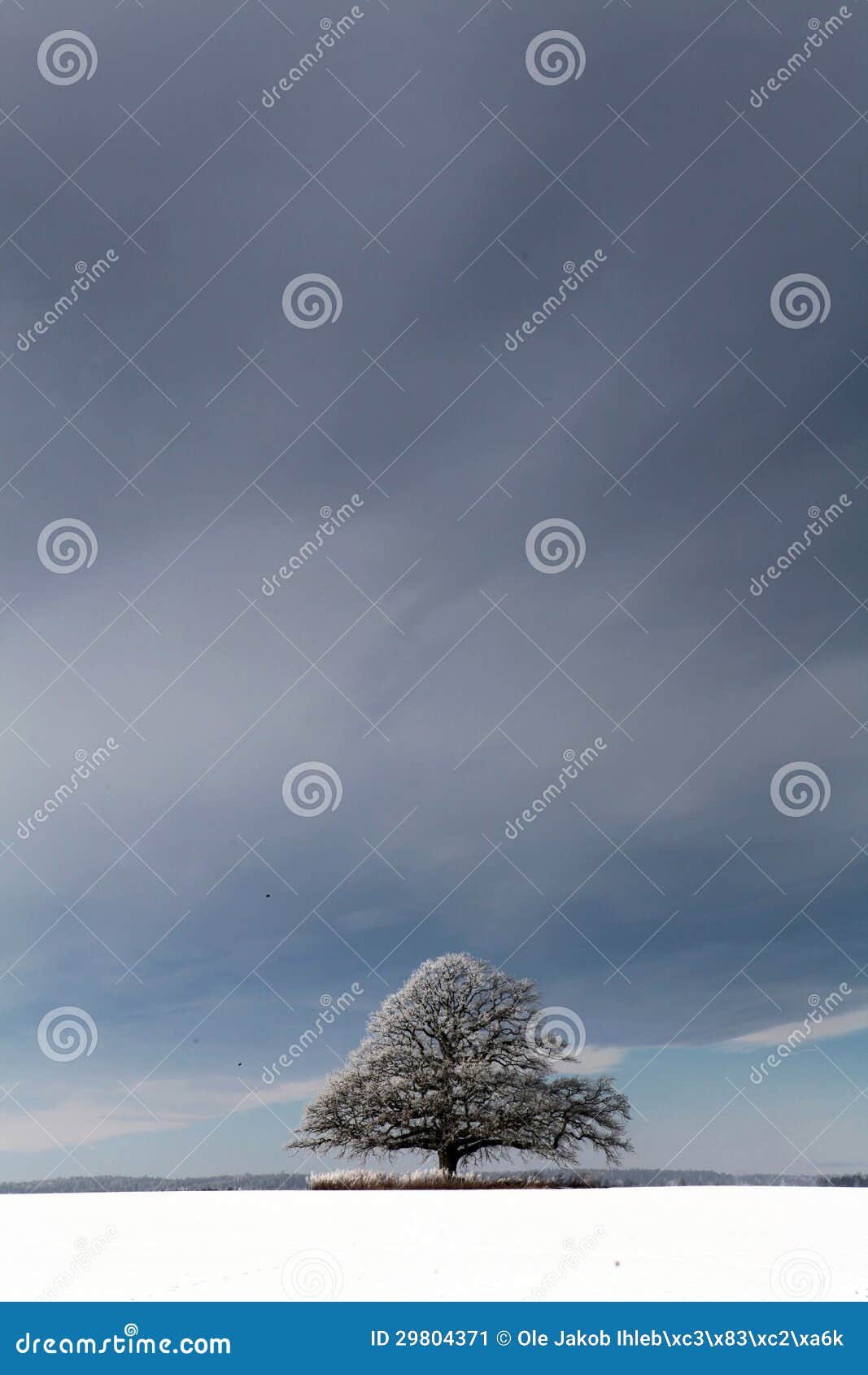Large winter tree stock image. Image of peacefull, cold - 29804371