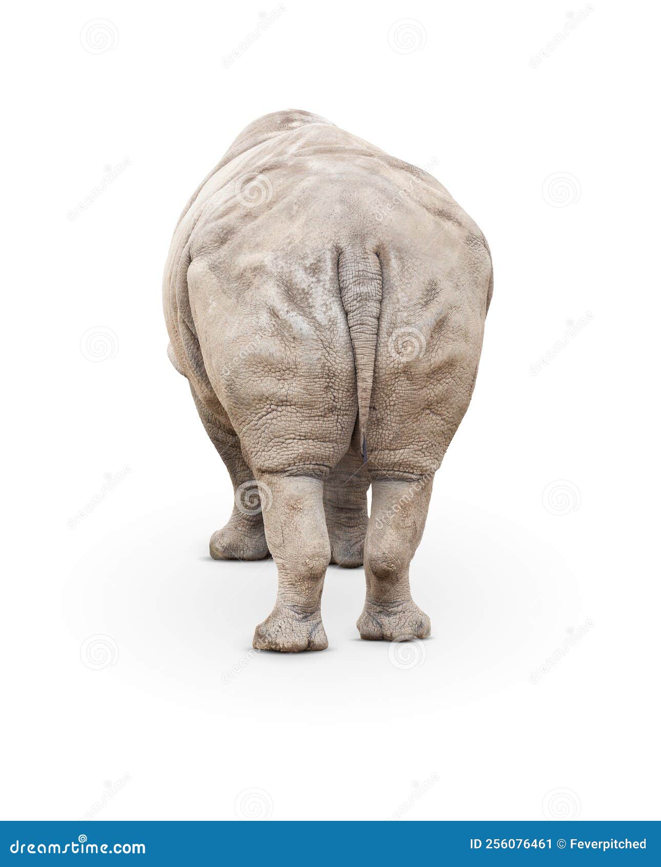 Single Large Rhinoceros from Behind Isolated on White Stock Image ...