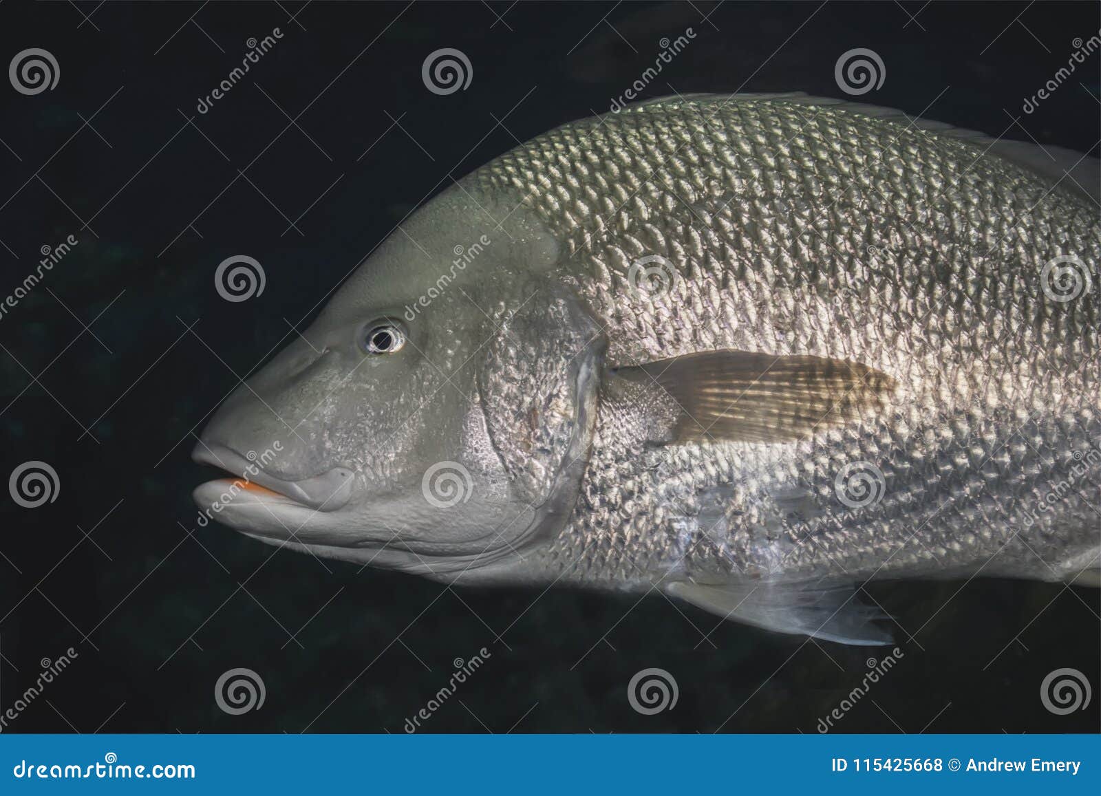 A Single Large Scaly Oceanic Fish in an Aquarium Stock Photo - Image of ...