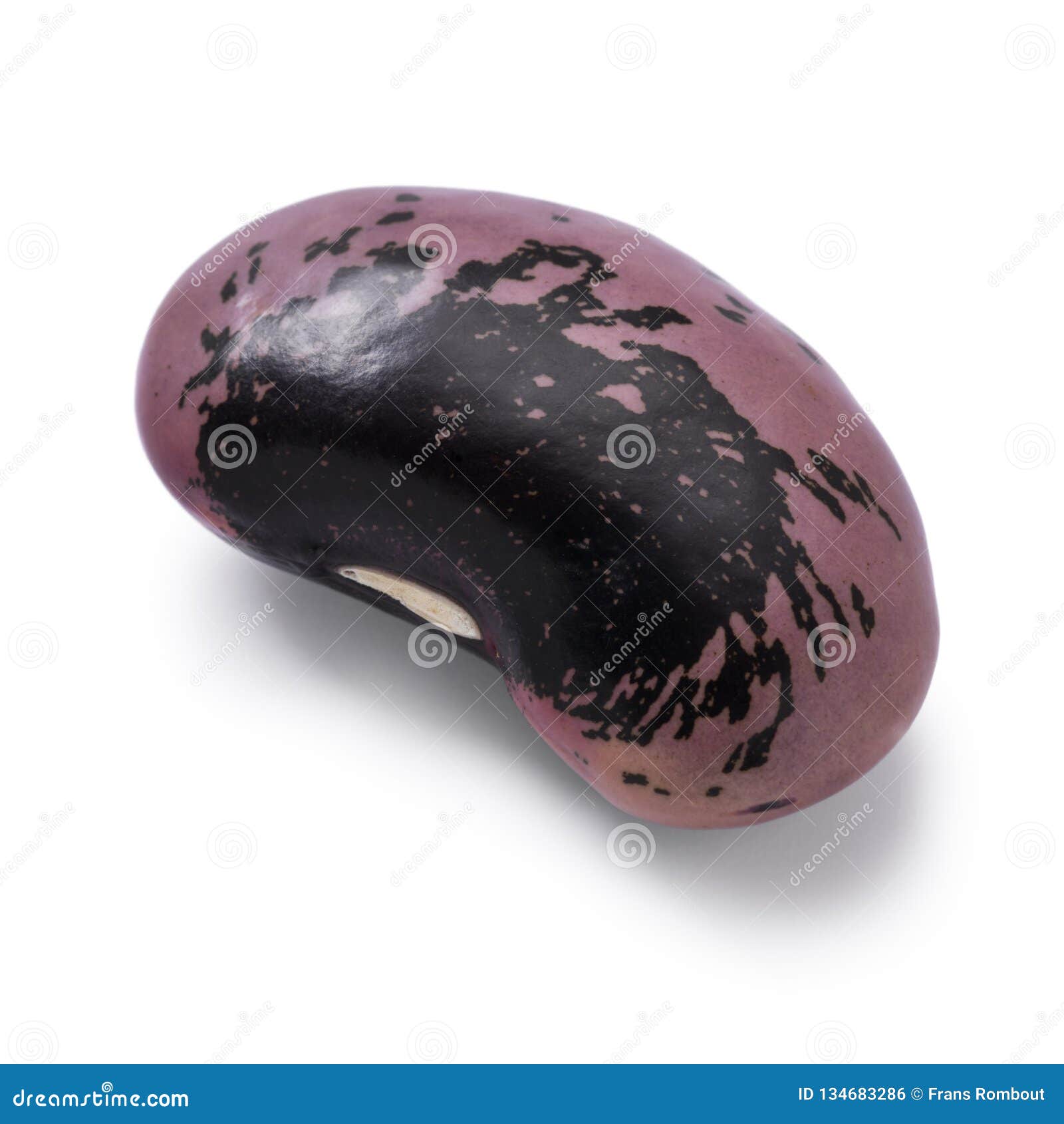 Single Large Scarlet Runner Bean Stock Photo - Image of ingredient ...