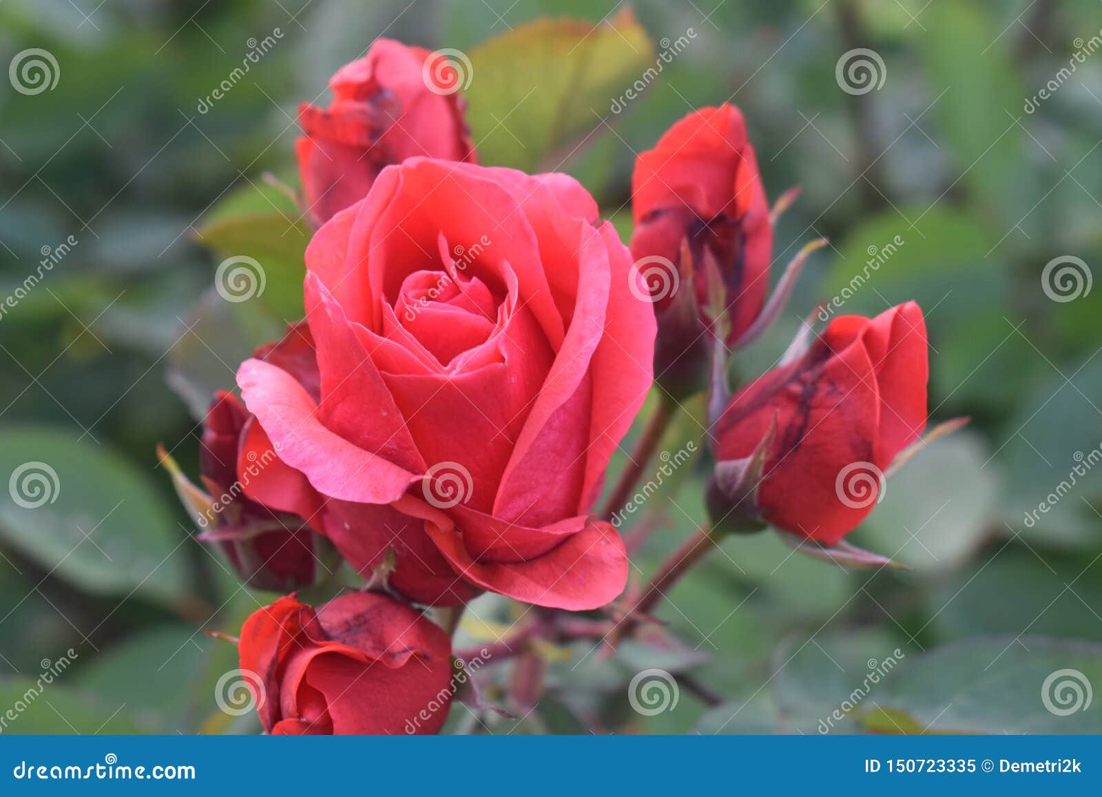 Single Large Solid Red Rose -02 Stock Image - Image of petals ...