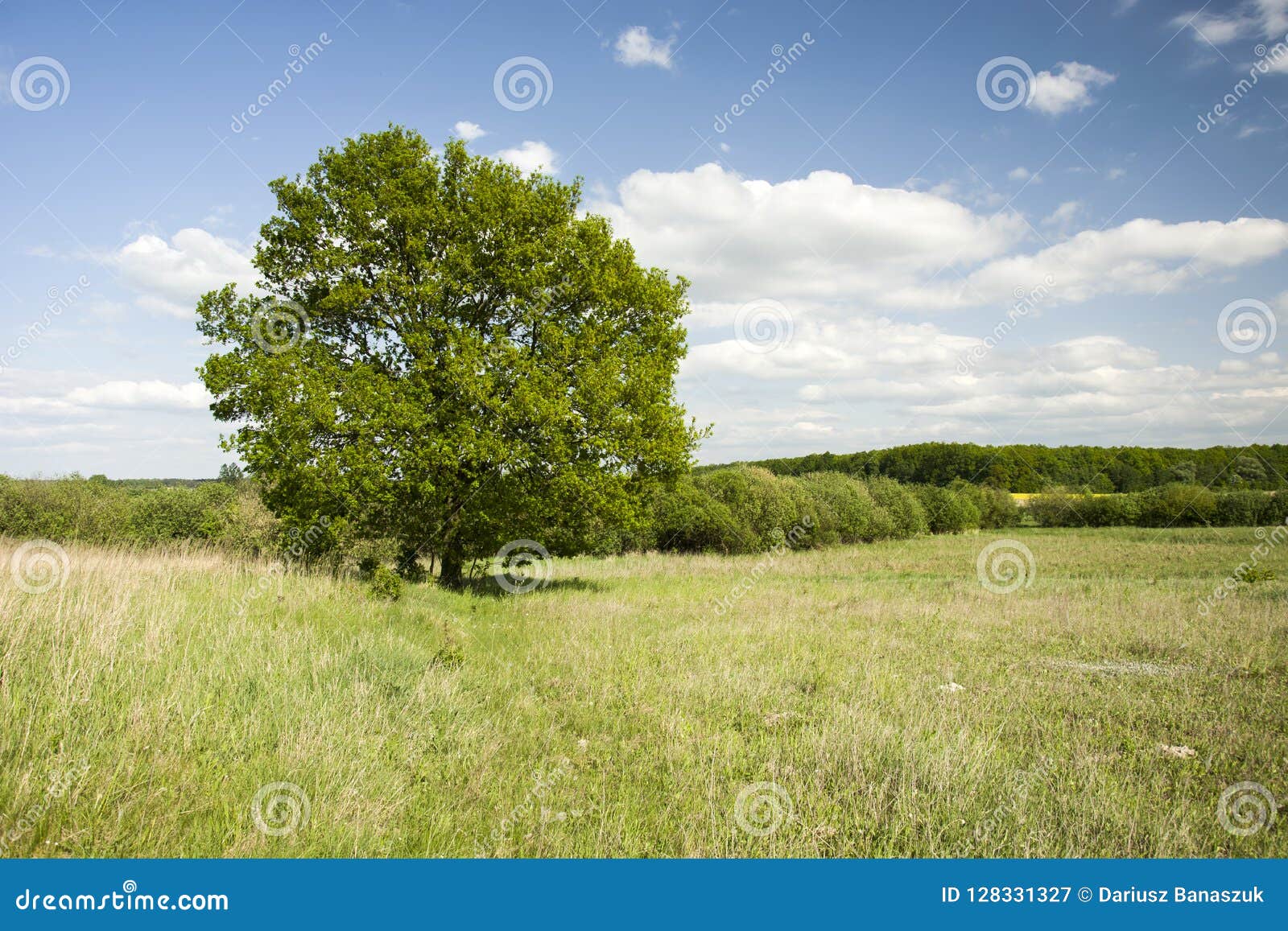Single Large Tree in the Meadow and Clouds in the Sky Stock Image ...