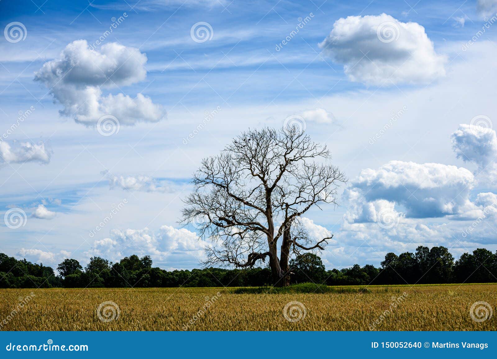 Single Large Tree in the Middle of Green Meadow Pasture Stock Photo ...