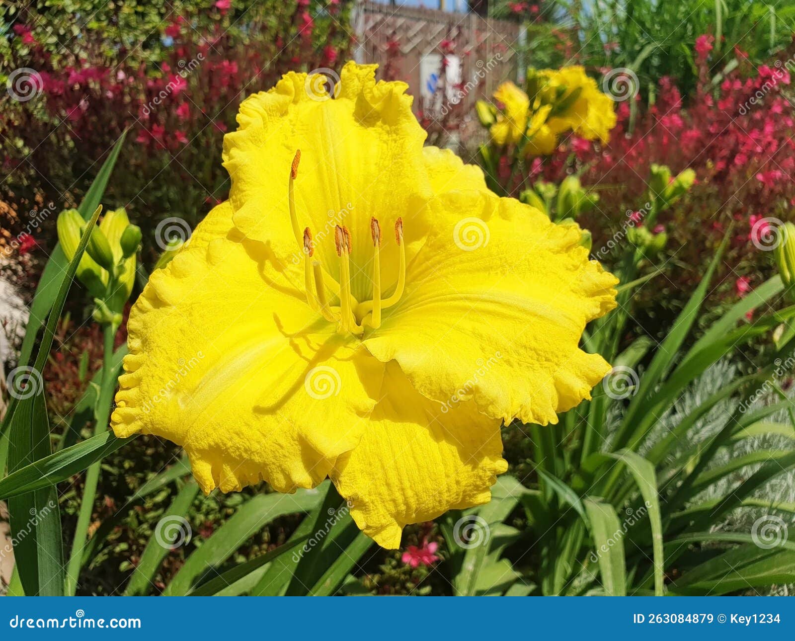 Single Large Yellow Hemerocallis Flower Stock Image - Image of panorama ...