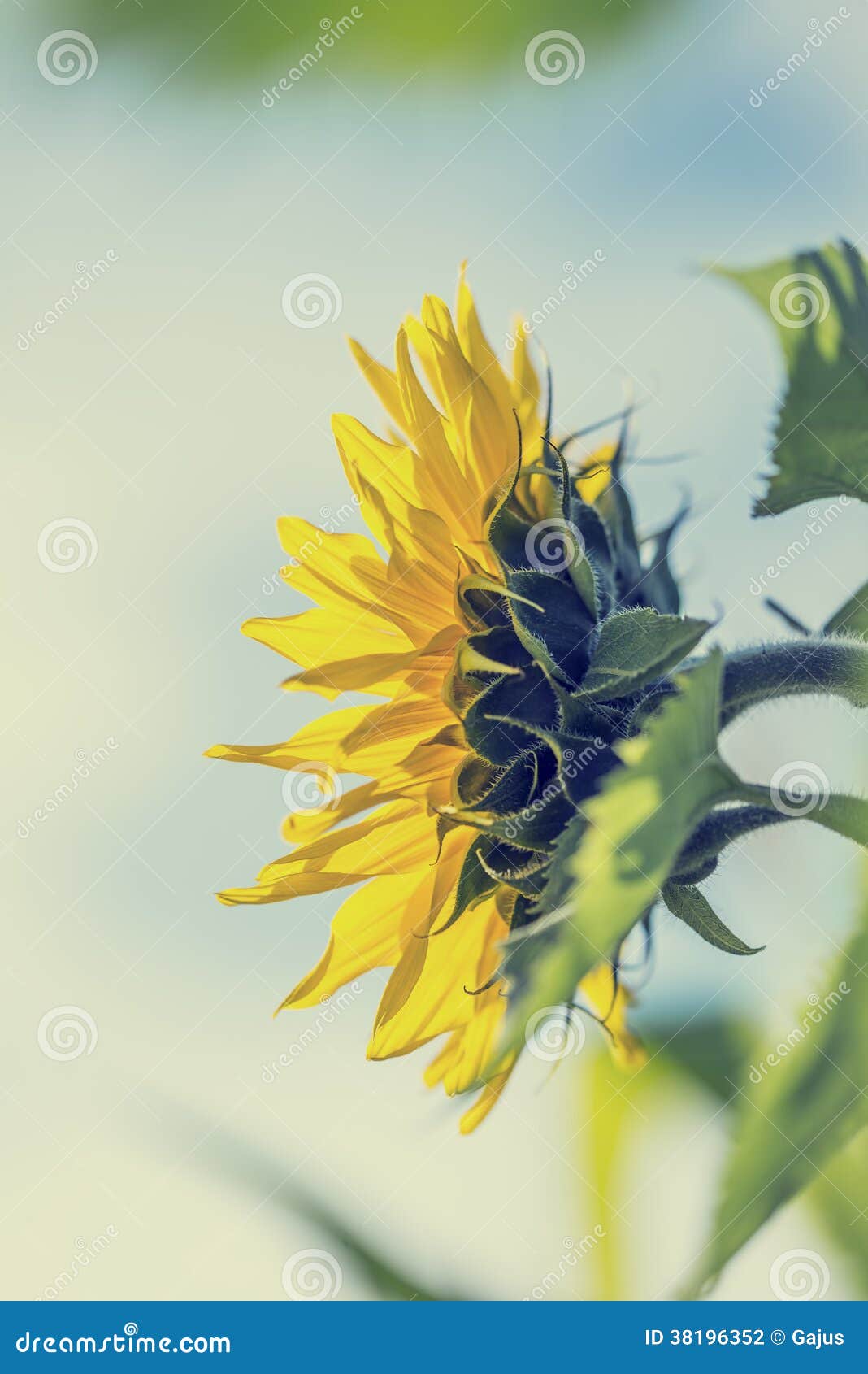Single Large Yellow Sunflower, Side View Stock Photo - Image of ...