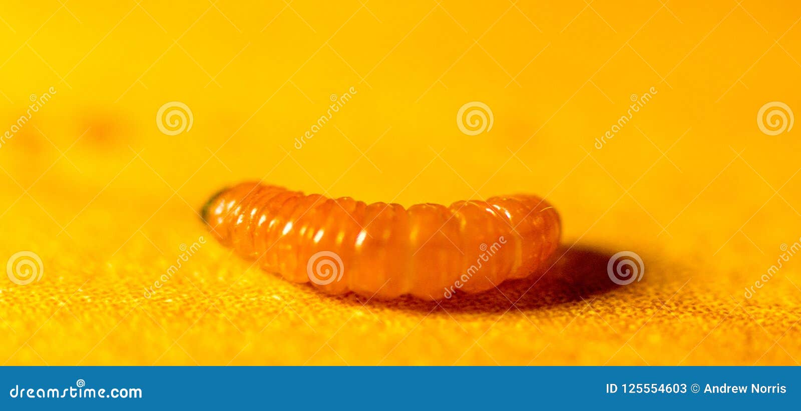 Larvae stock image. Image of animal, musca, common, domestica - 125554603