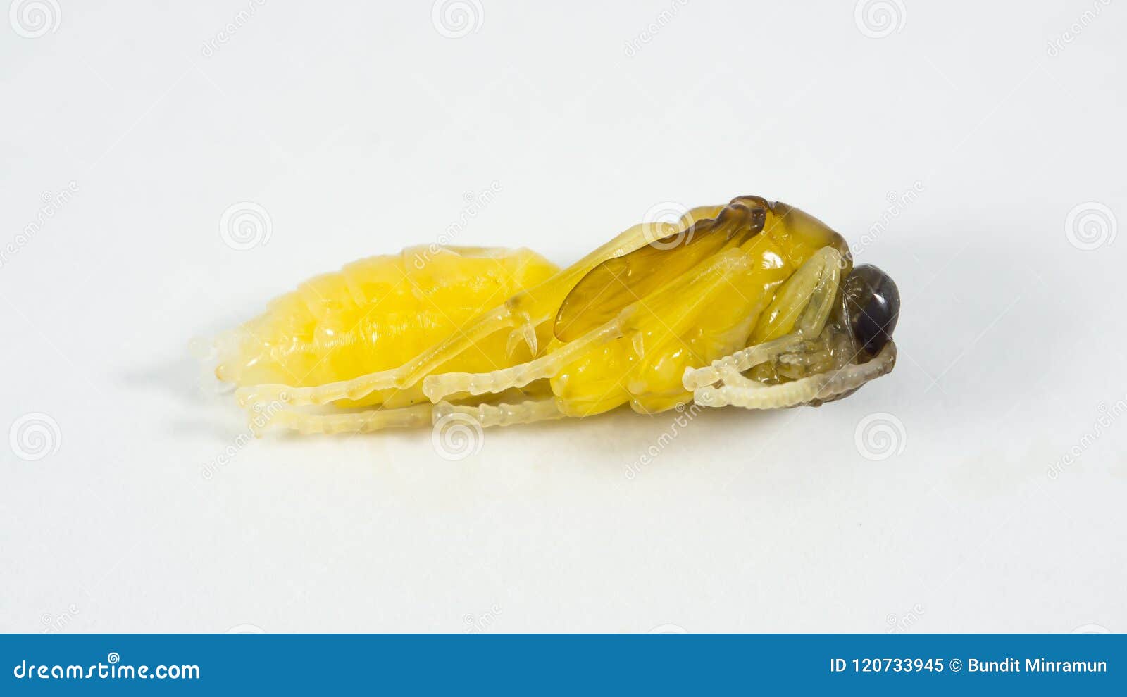 A Larvae of Wasp in Macro Isolated on White Background. Stock Image ...