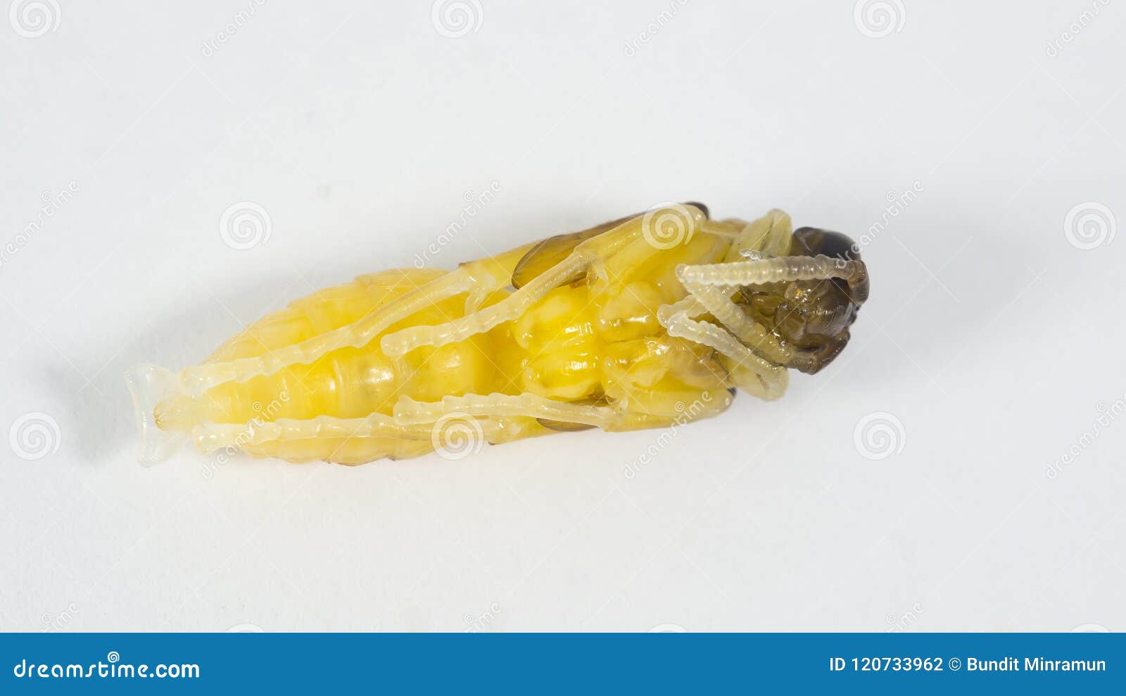 A Larvae of Wasp in Macro Isolated on White Background. Stock Photo ...