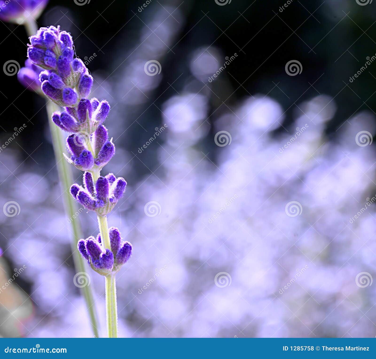 Single Lavender stock photo. Image of lavender, single - 1285758