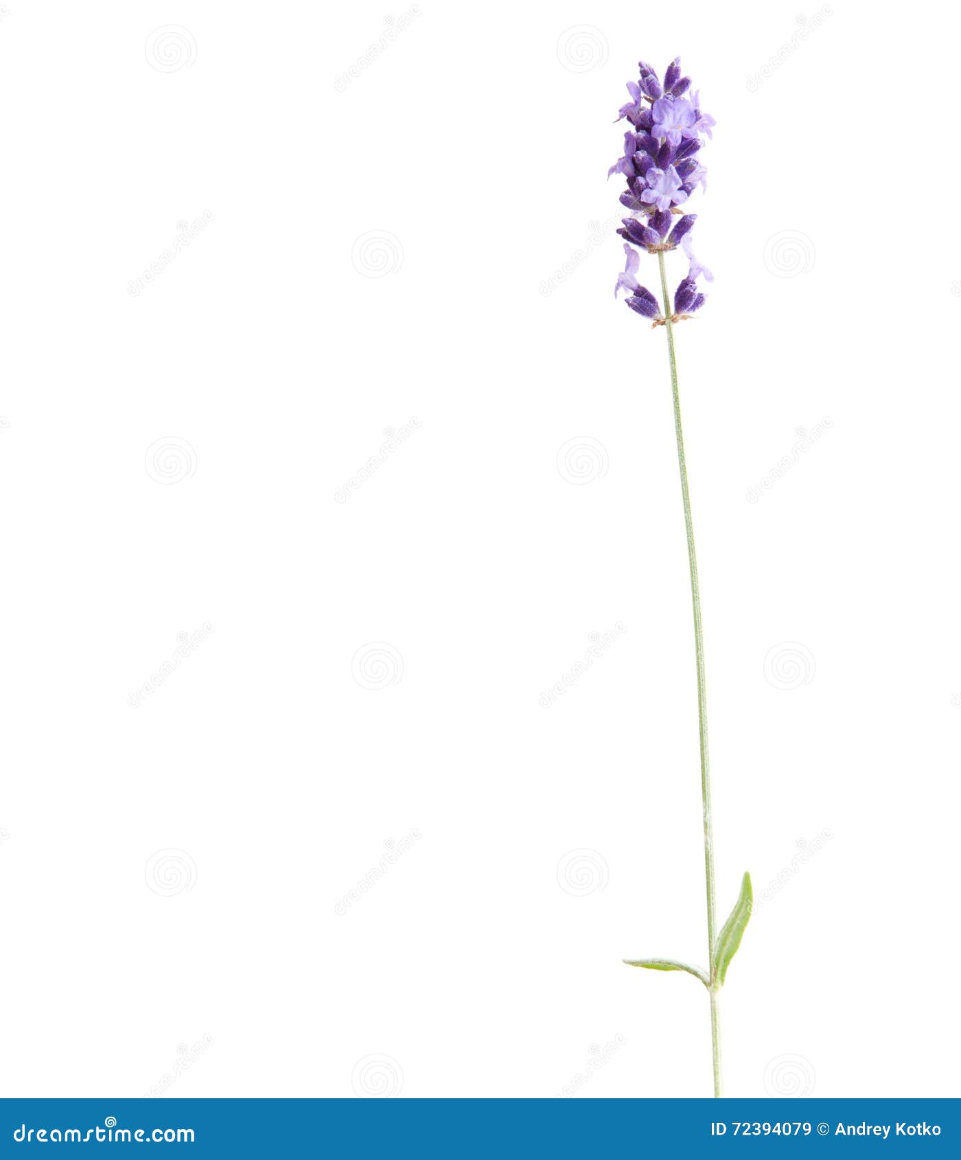 Single lavender flower. stock image. Image of freshness - 72394079