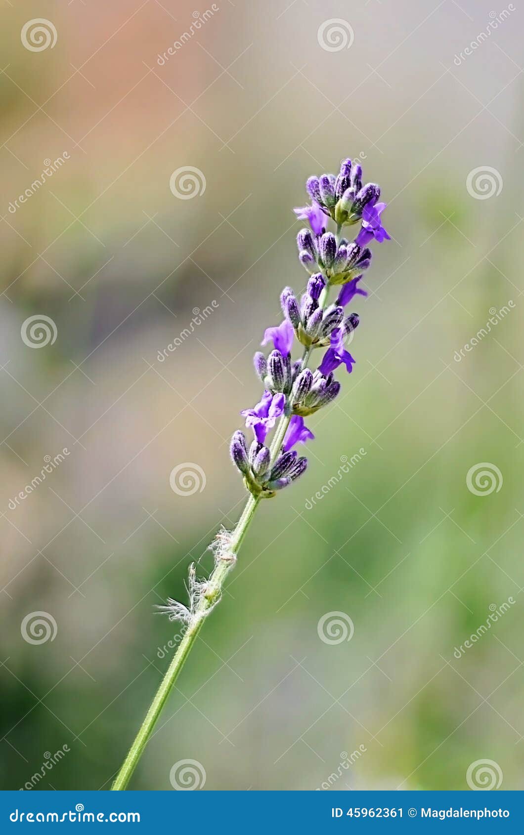 Single lavender flower stock image. Image of macro, purple - 45962361