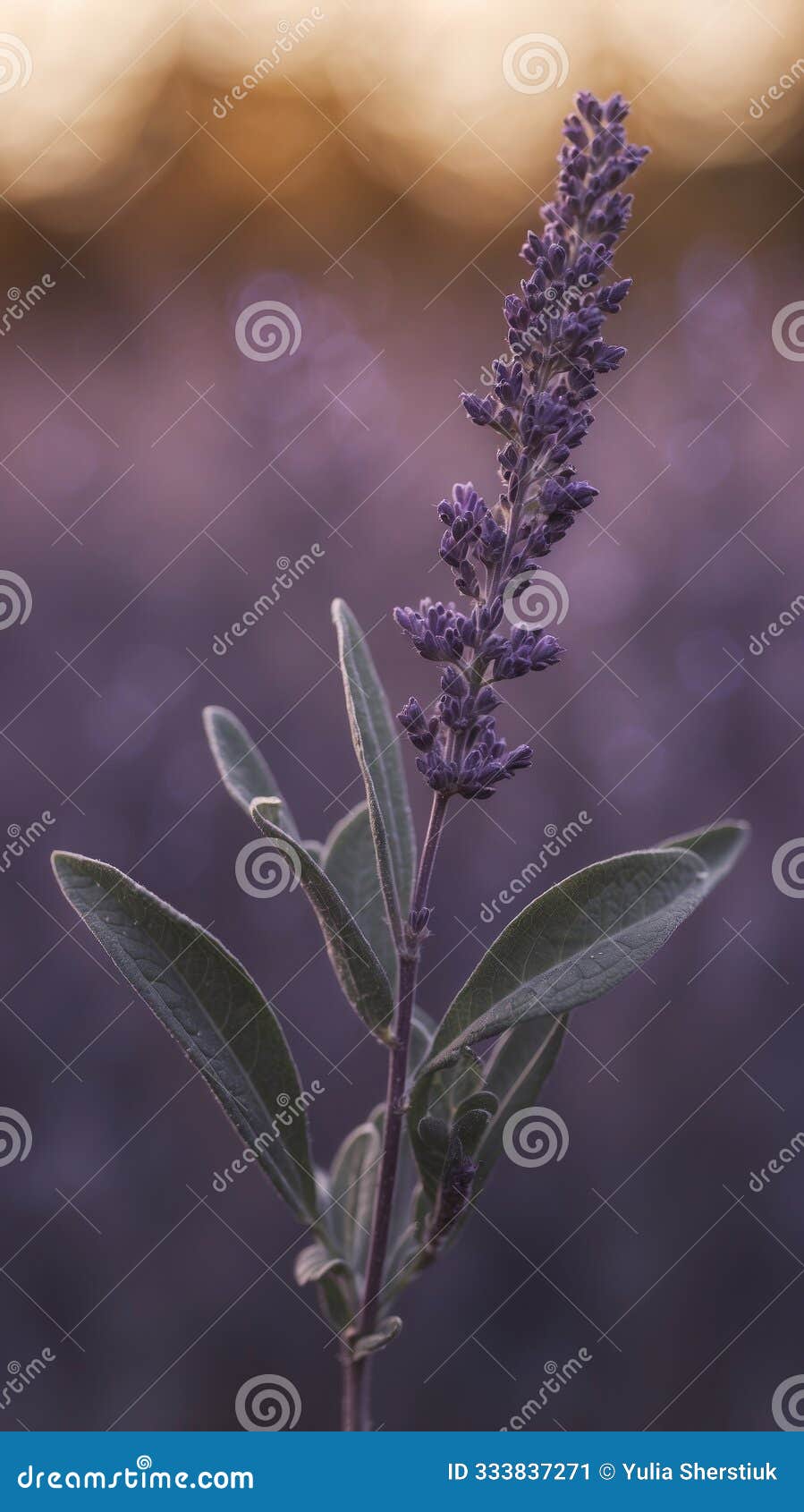 Single Lavender Sprig with Leaves on Purple Background. Stock ...