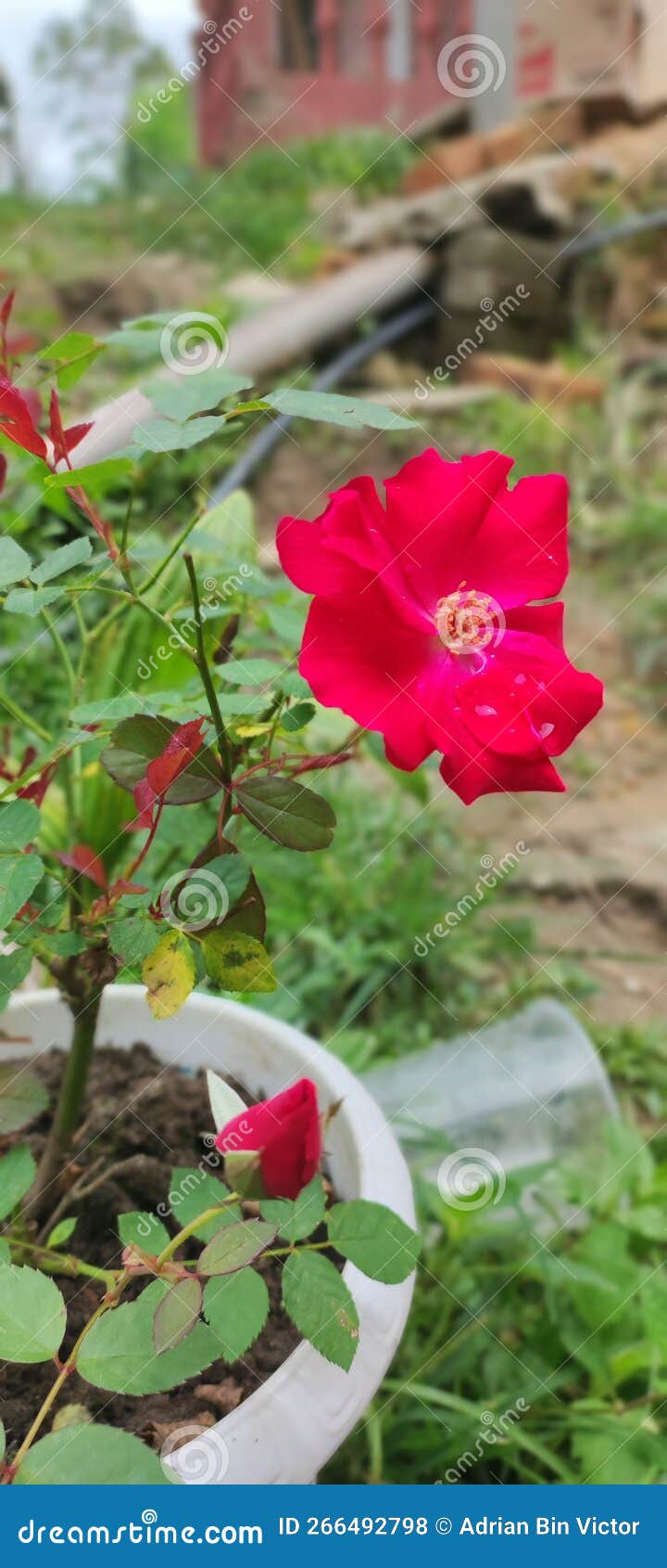 Single layer red rose stock photo. Image of plant, single - 266492798