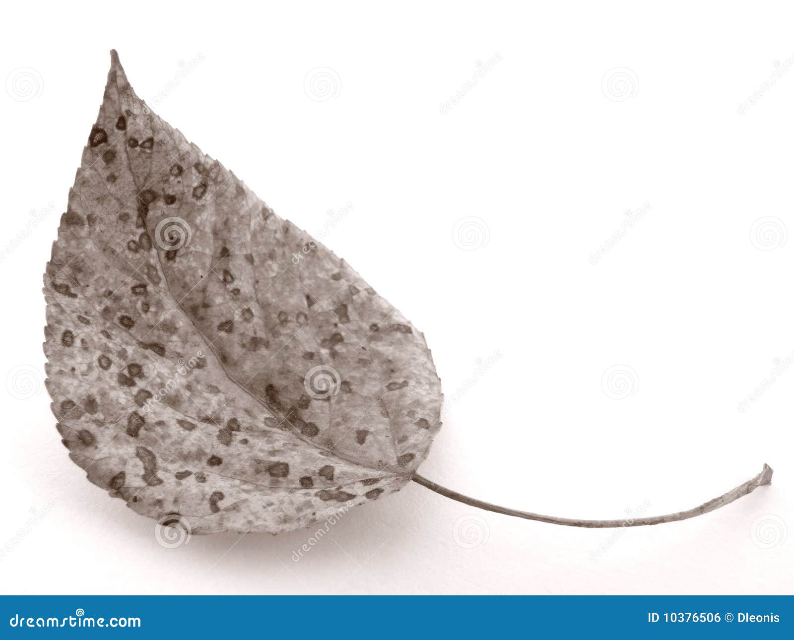 Single leaf stock photo. Image of plant, texture, symbol - 10376506