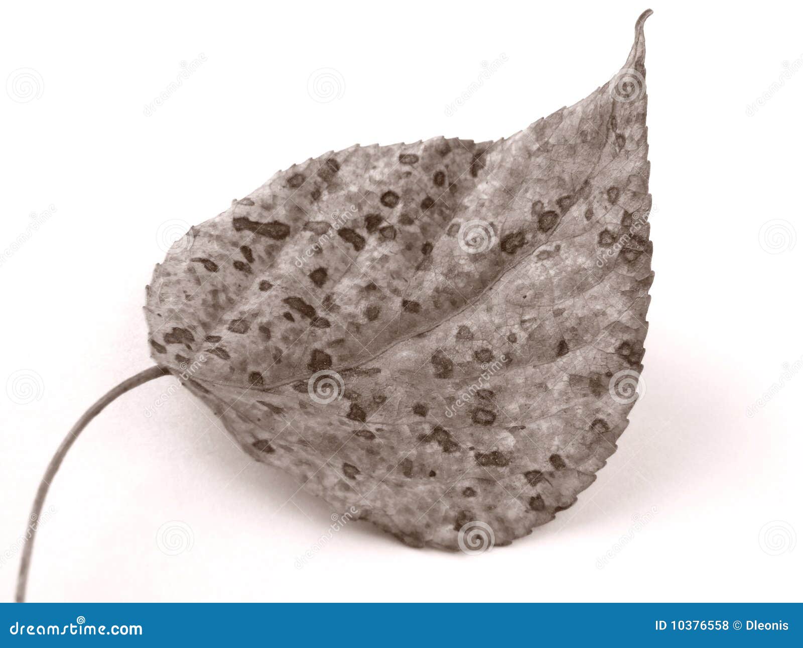 Single leaf stock photo. Image of nature, beauty, pattern - 10376558