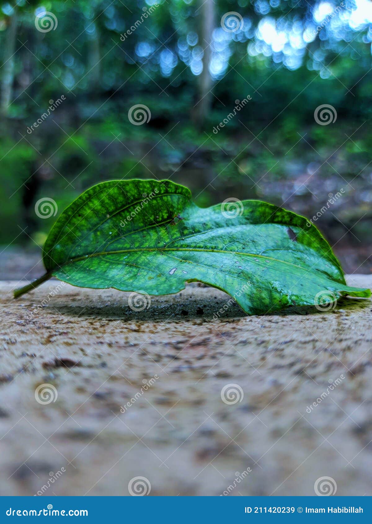 Single of leaf stock image. Image of reptile, plant - 211420239