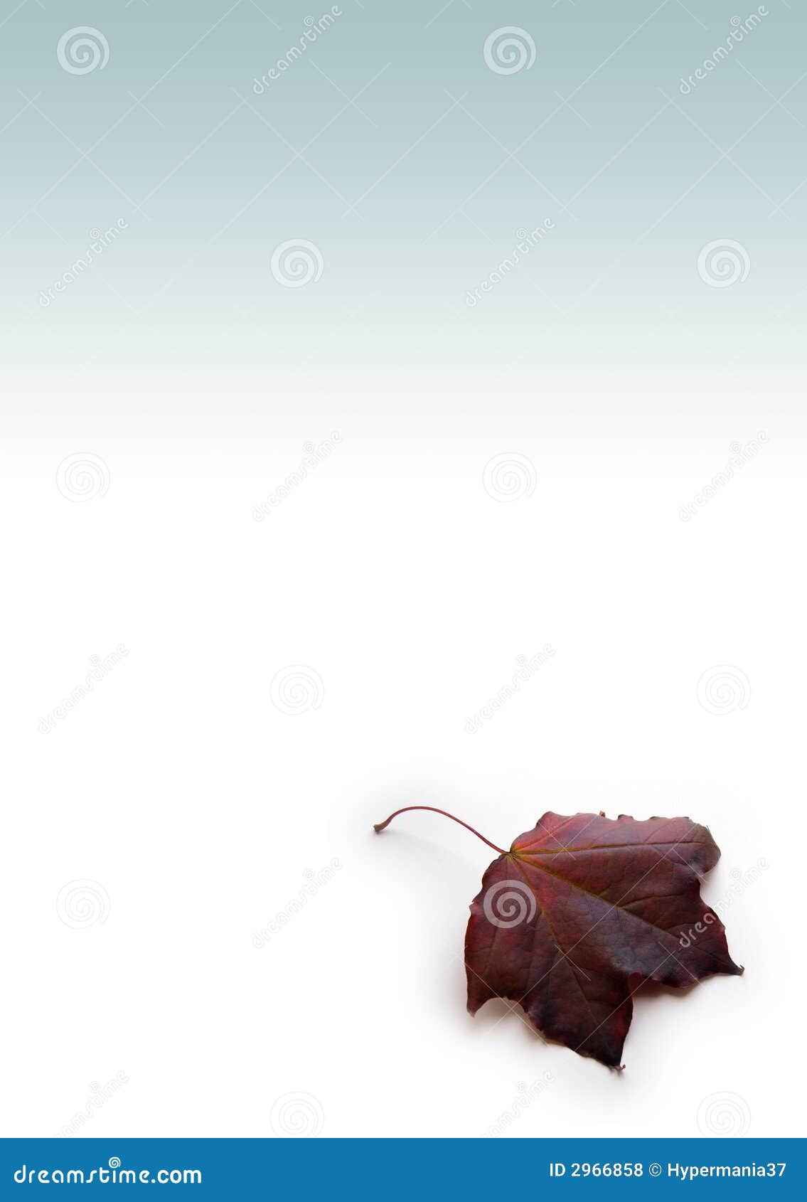 Single leaf stock photo. Image of outdoor, leaves, botany - 2966858