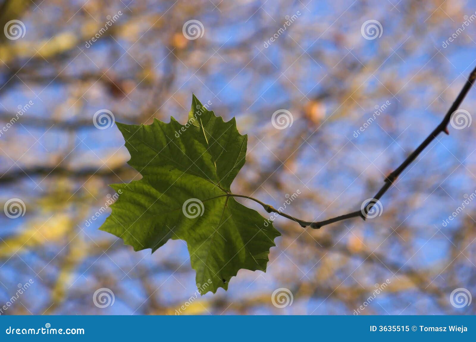 A Single Leaf Is Hanging On A Vines On Shallow Of Field Background ...