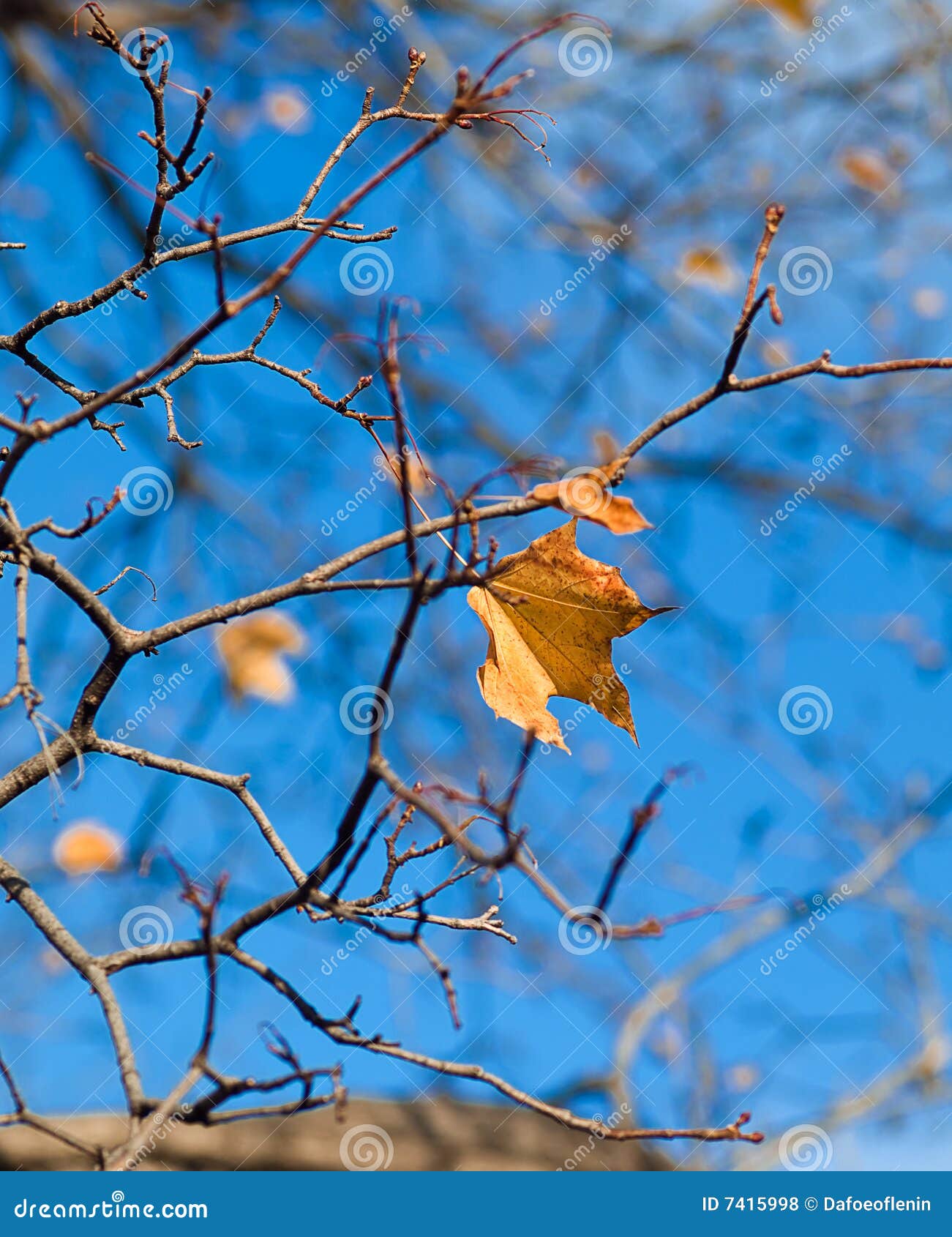 Single Leaf stock photo. Image of teal, golden, live, branch - 7415998