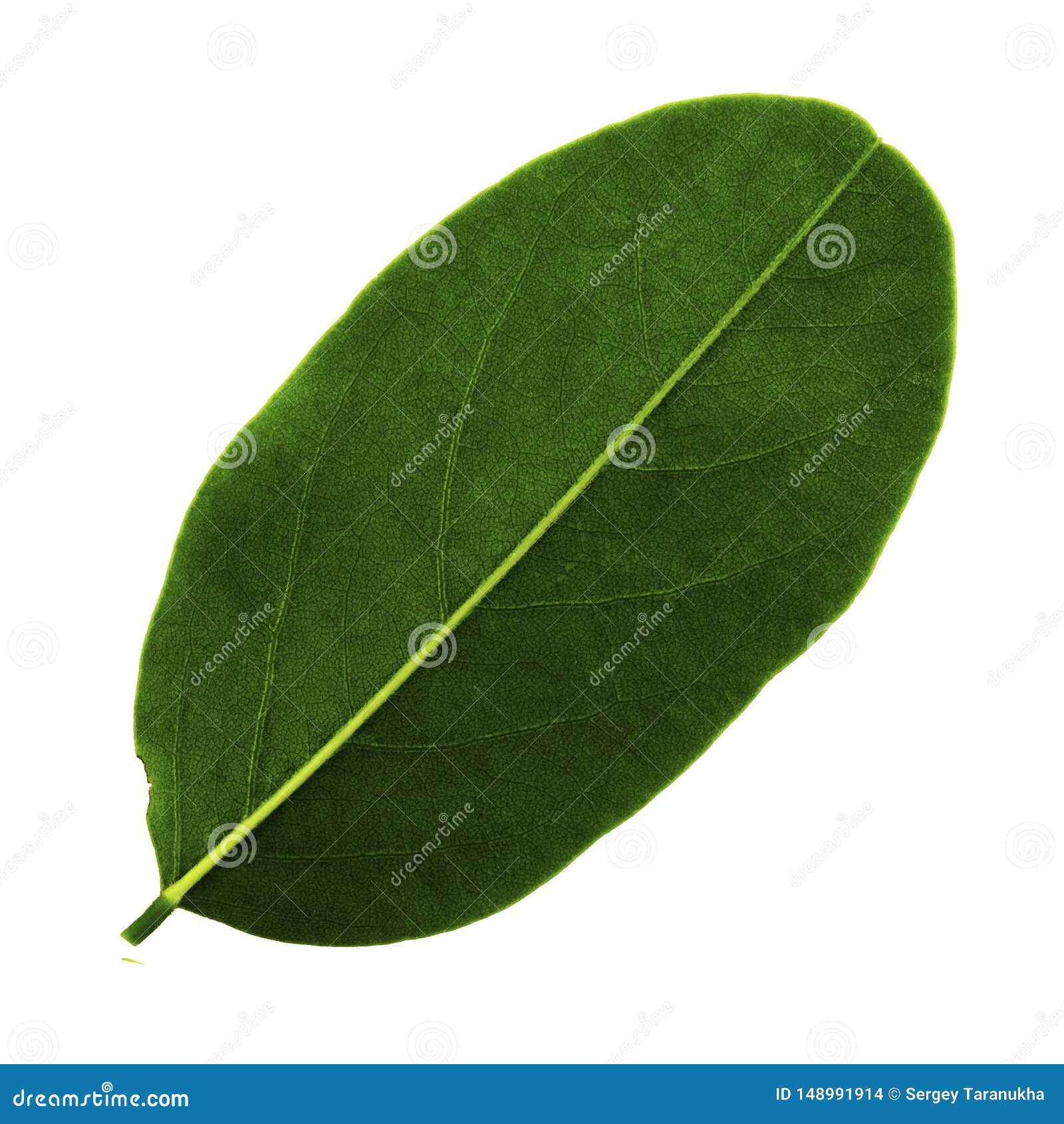 Single Leaf of Acacia Isolated on White Background, Bottom Side of Leaf ...
