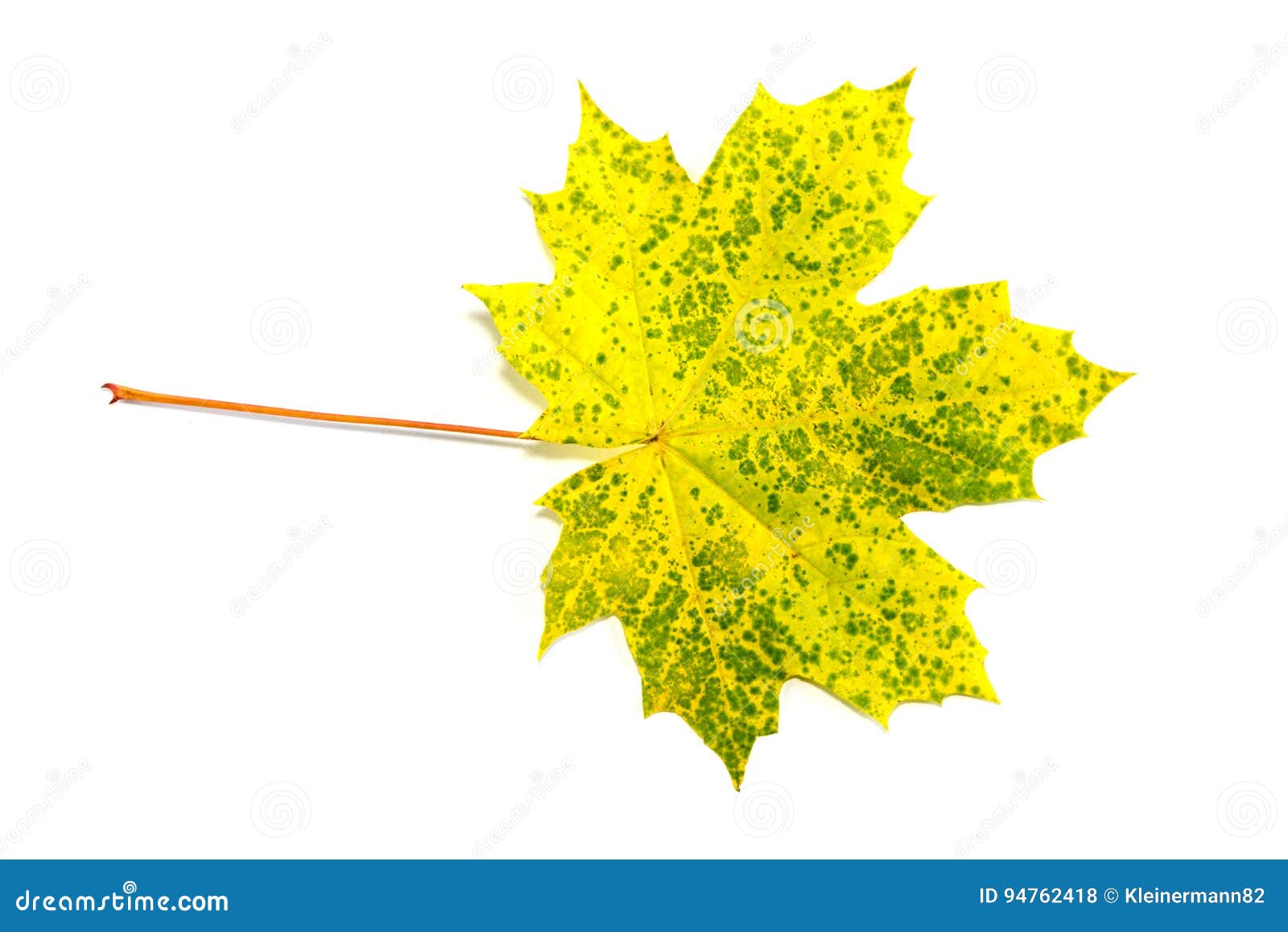 A Single Leaf Against White Background Stock Photo - Image of gold ...