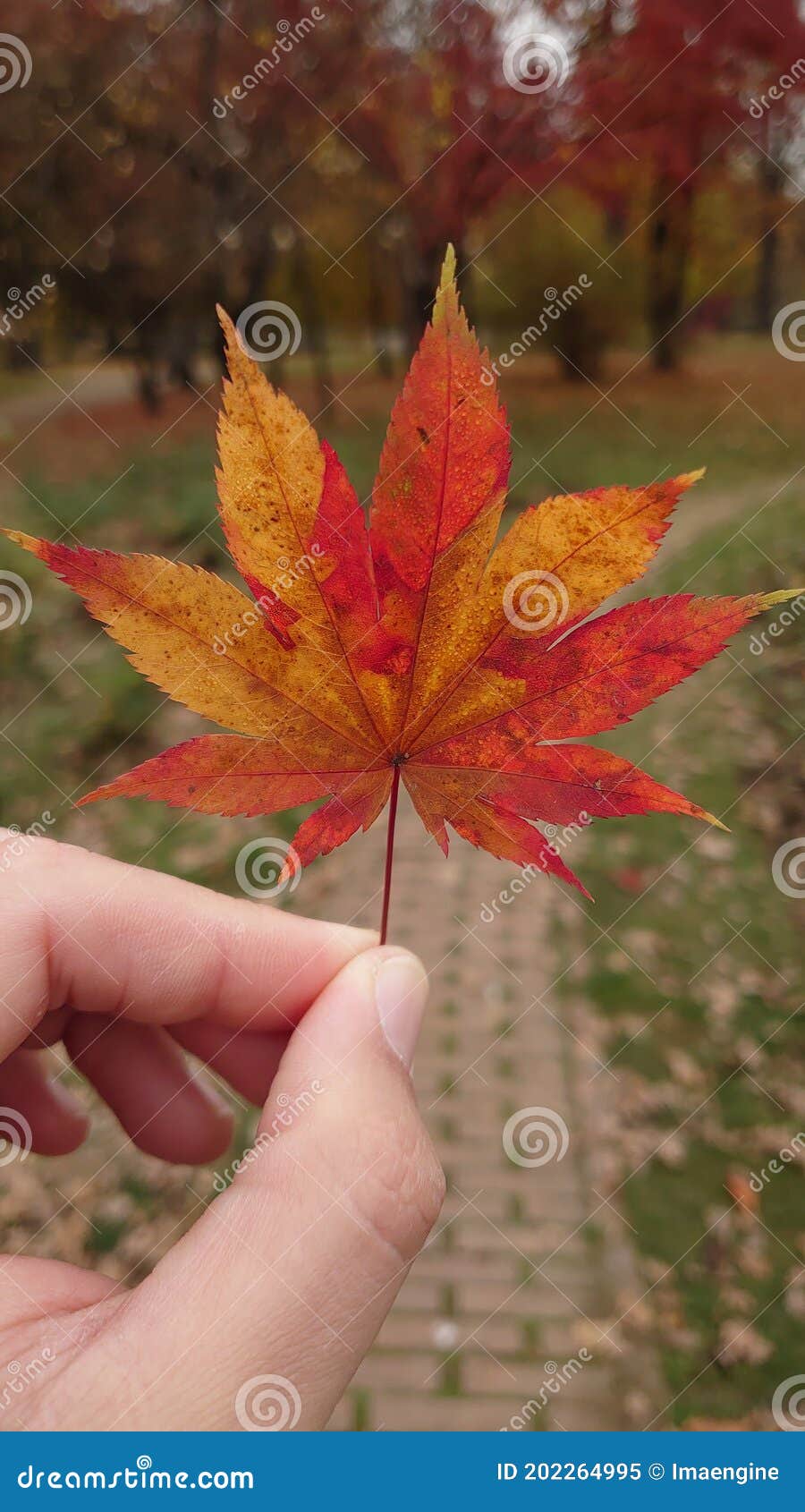 Single Leaf with All the Colors of the Fall Stock Image - Image of ...
