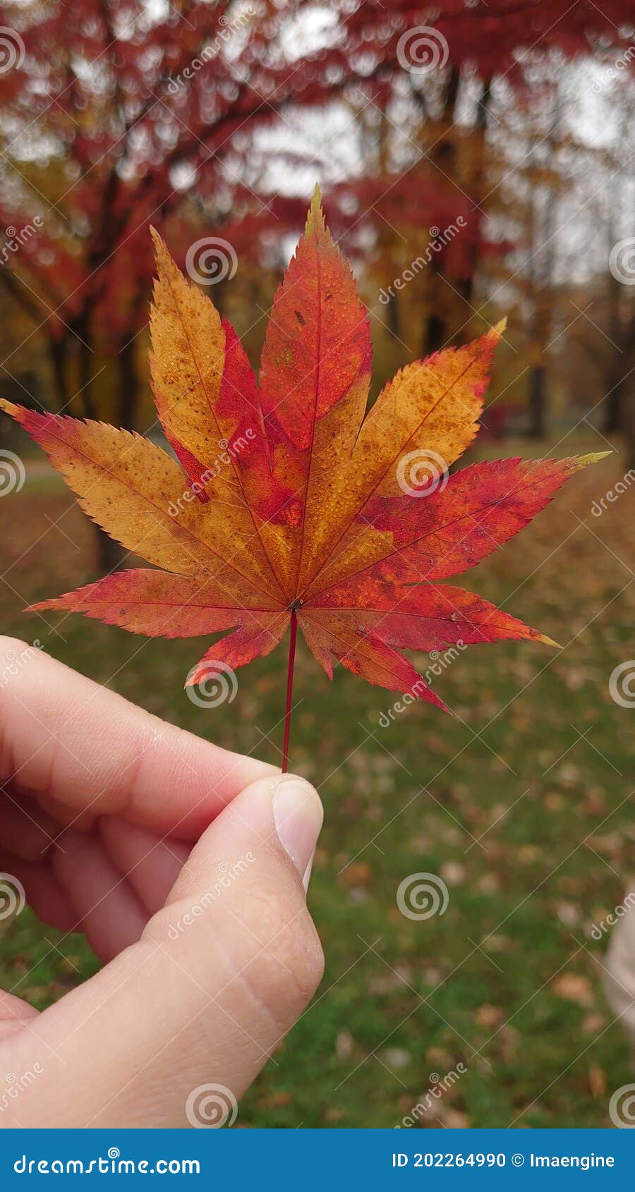 Single Leaf with All the Colors of the Fall Stock Photo - Image of ...