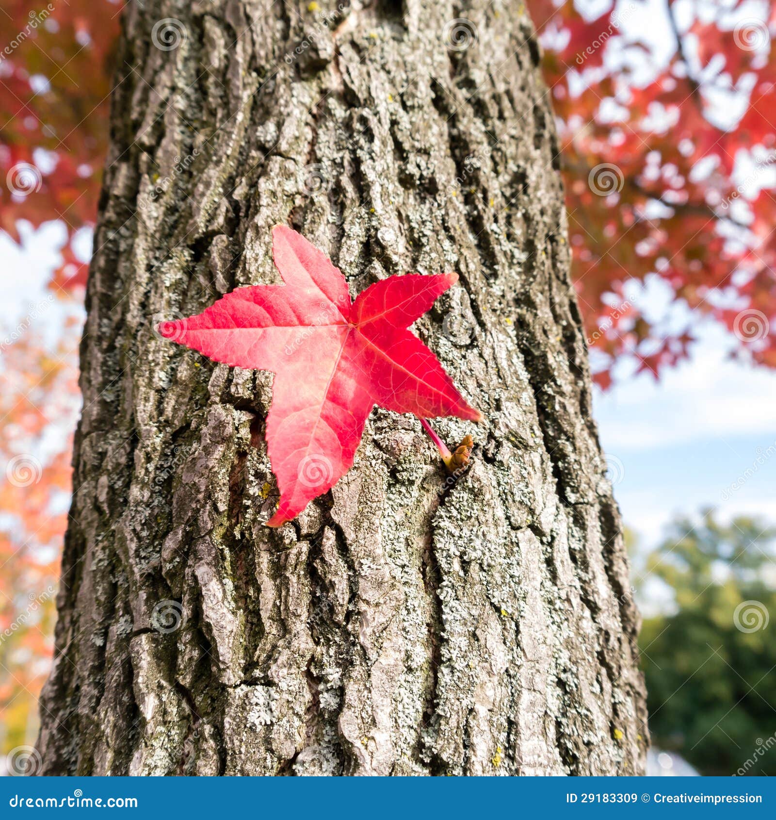Single leaf in autumn stock image. Image of single, leaves - 29183309
