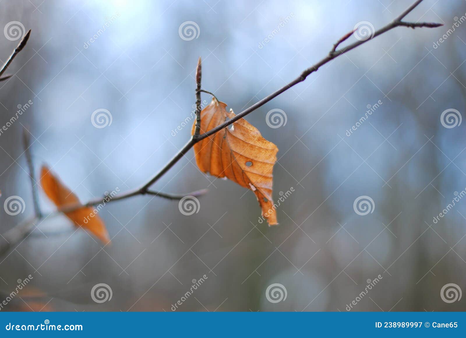 A single leaf in autumn stock image. Image of fall, backlight - 238989997
