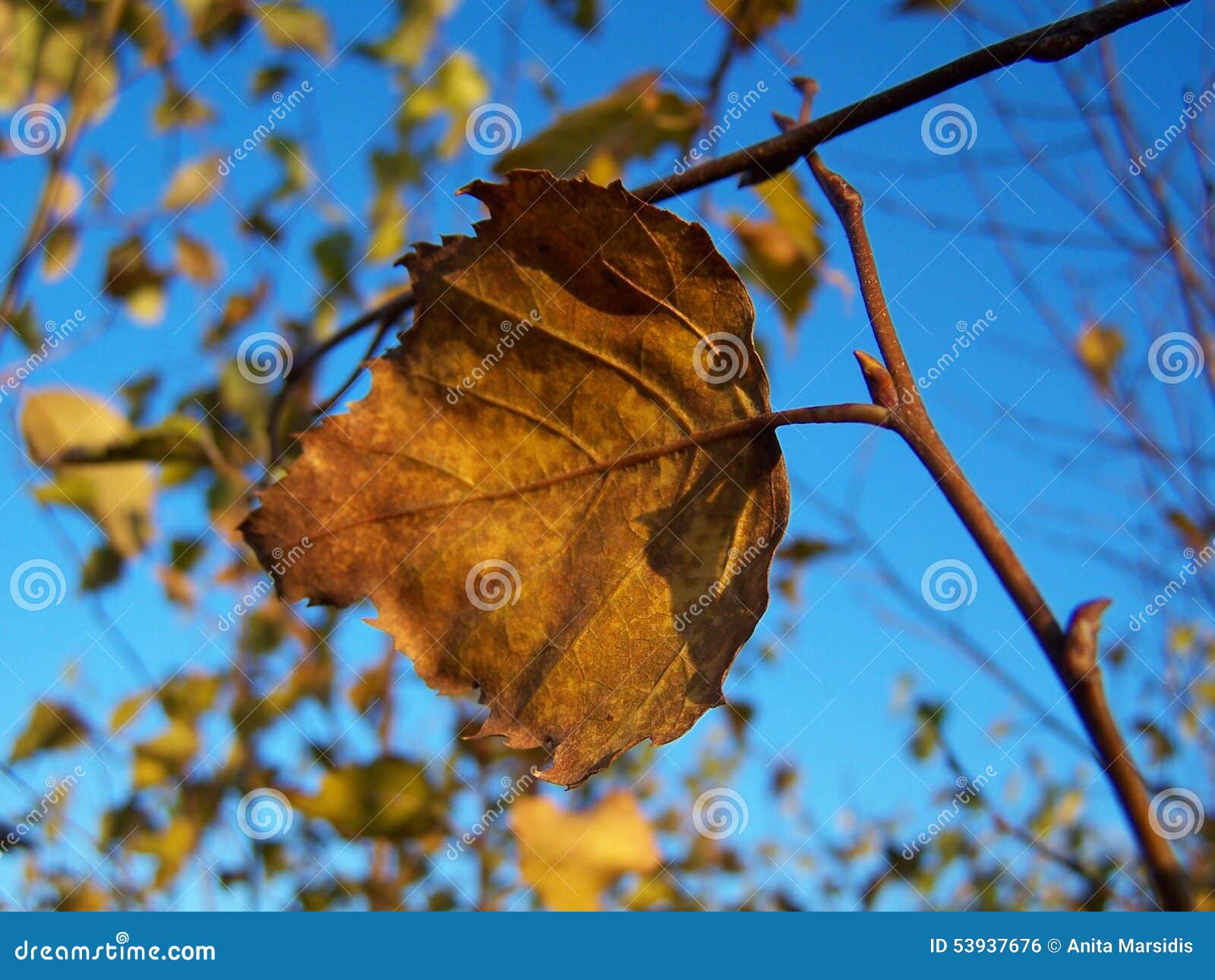 Single leaf in autumn stock photo. Image of branch, single - 53937676