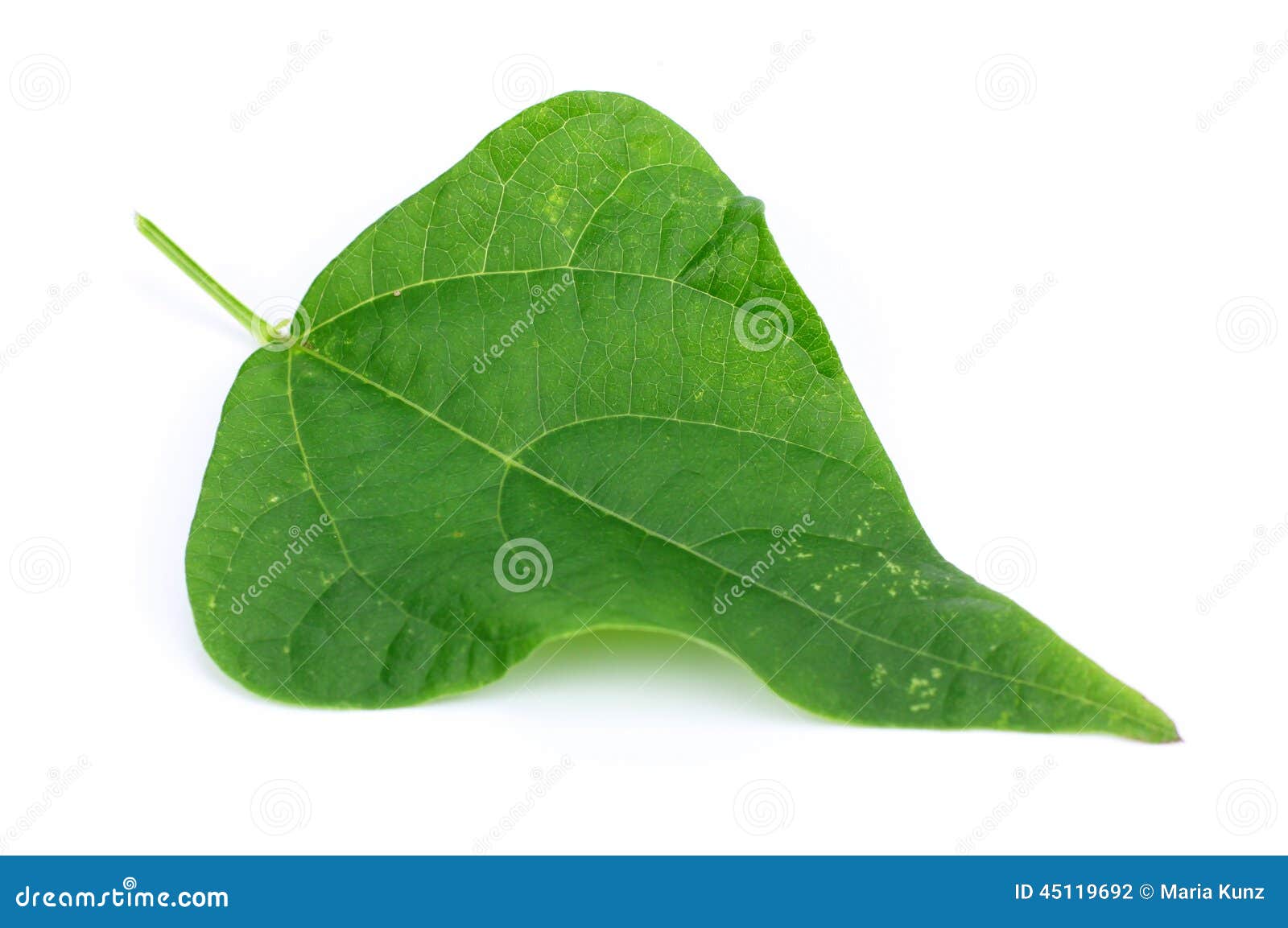 A Single Leaf of a Bean on White Background Stock Photo - Image of ...