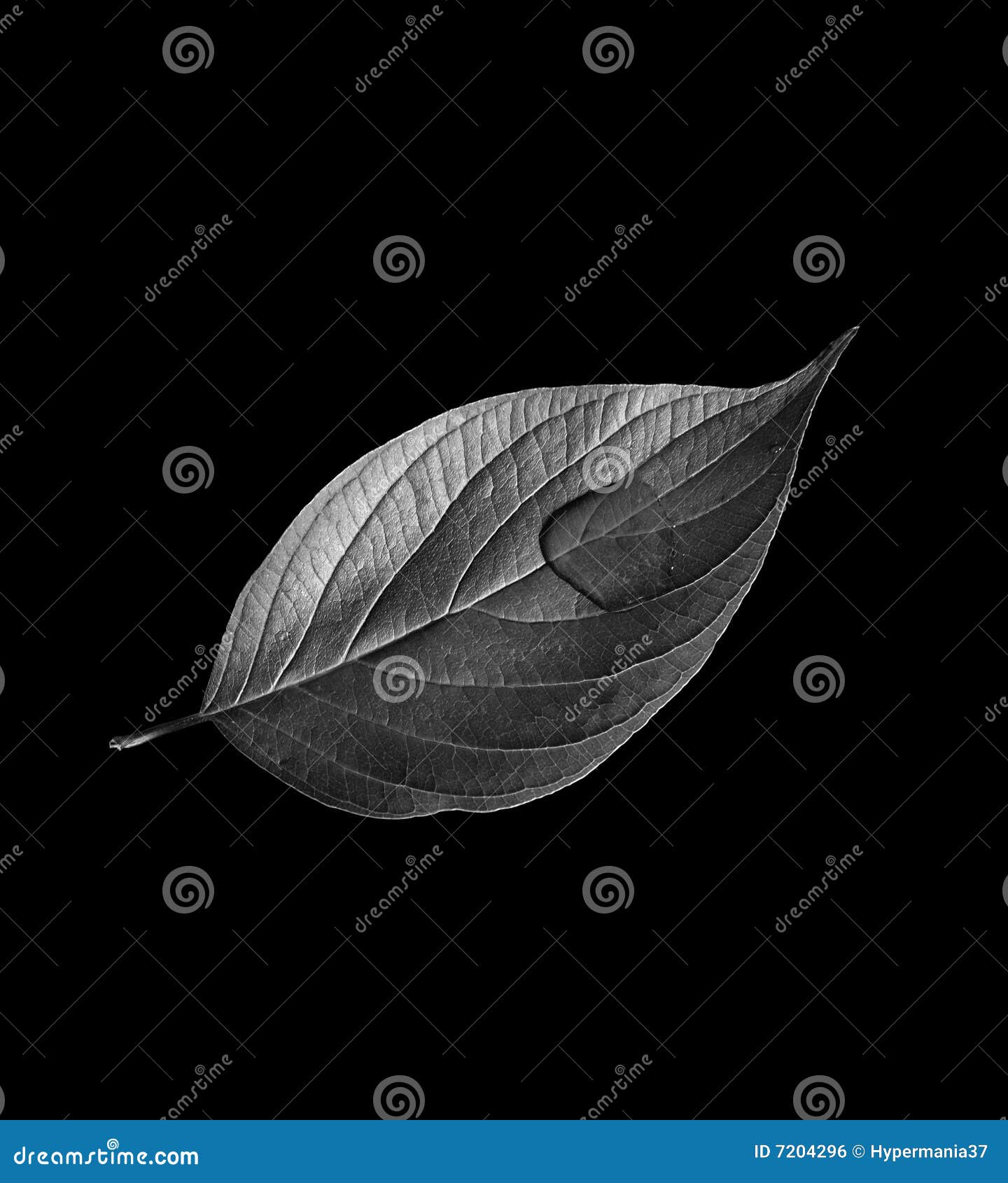 Single Leaf Of Fern On White Background. Top View, Isolated With Copy ...