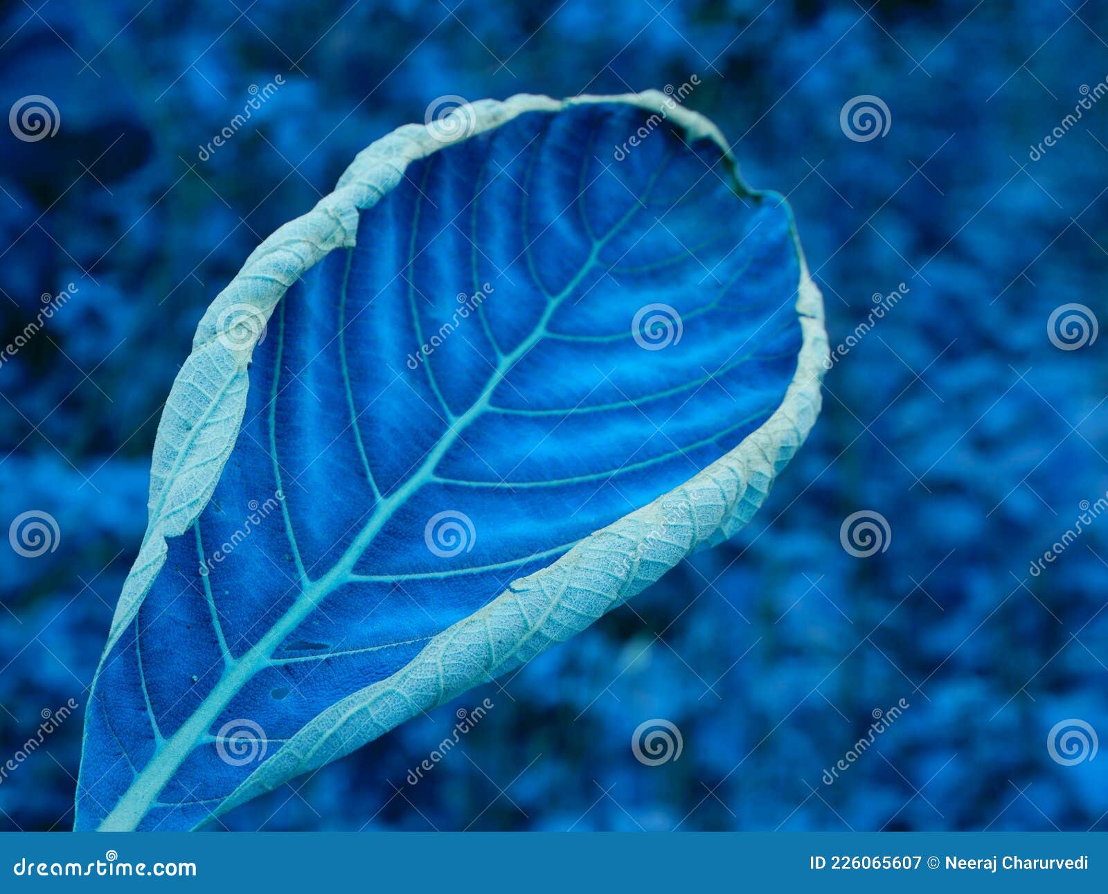 Leaf in Blue Color Isolate Around Blur Leaves Field, Nature Commercial ...